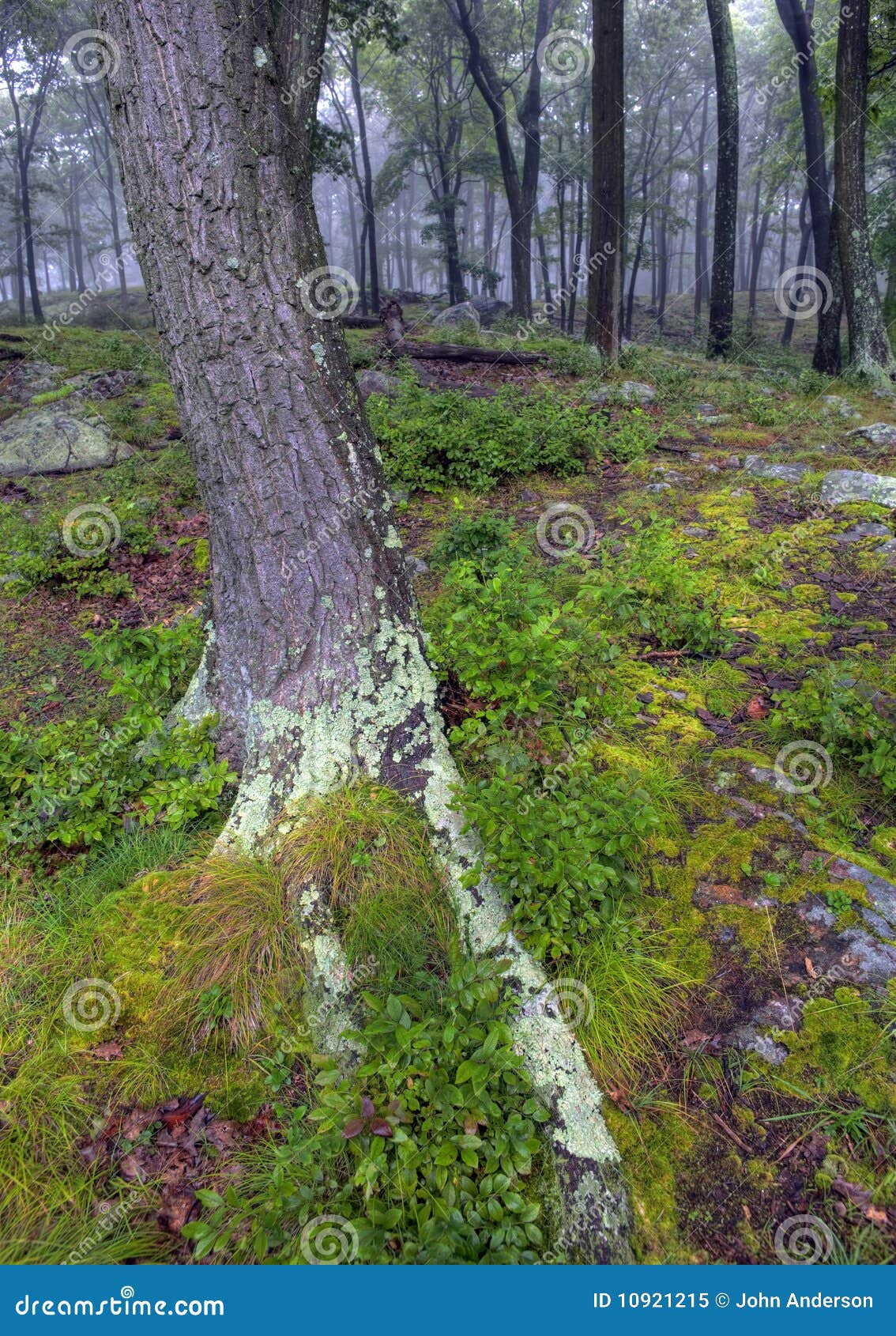 Mist in the forest stock image. Image of florest, forest - 10921215