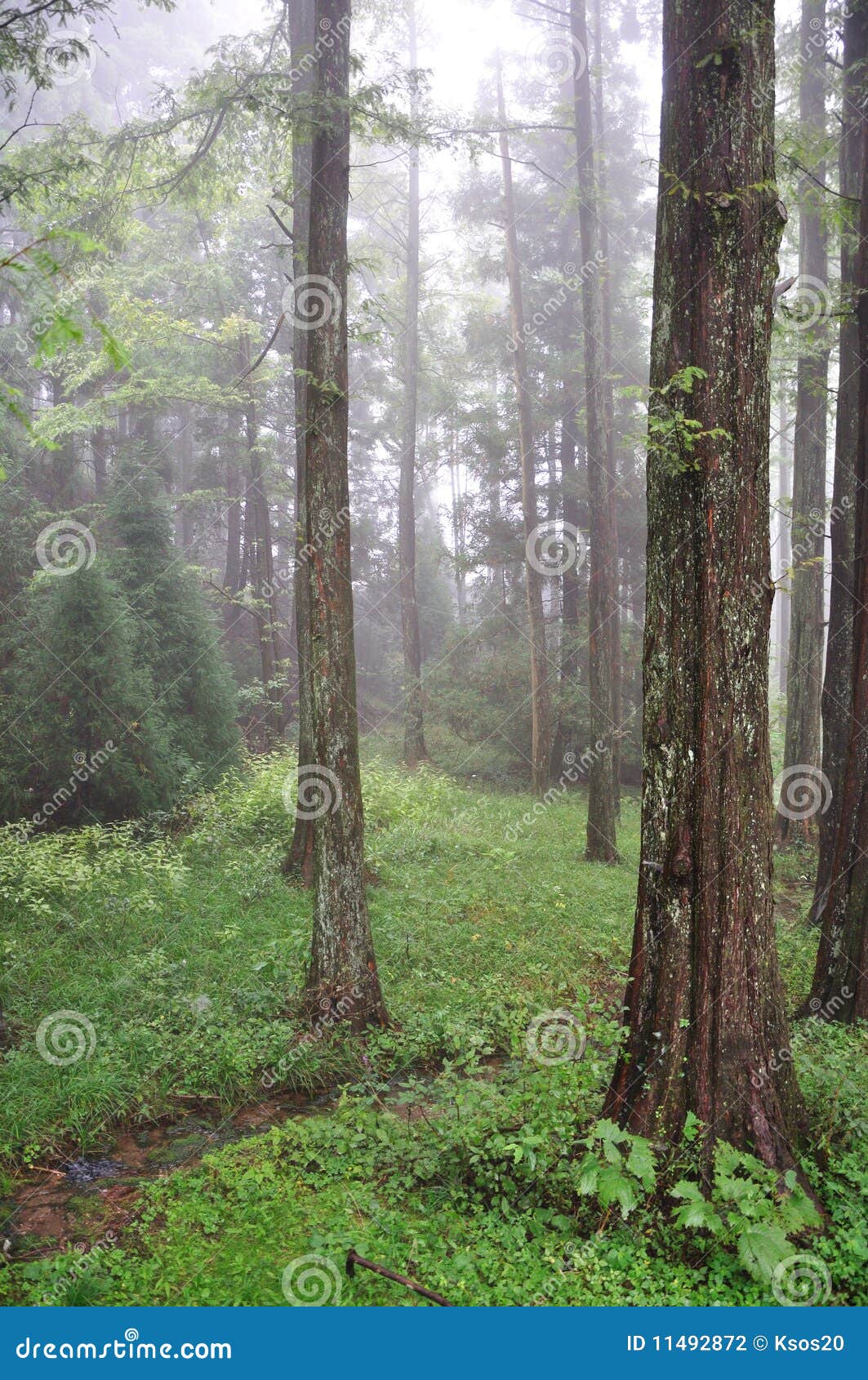 Mist in the forest stock photo. Image of coldness, lushan - 11492872