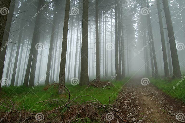 Mist in the forest stock photo. Image of road, tree, central - 12033728