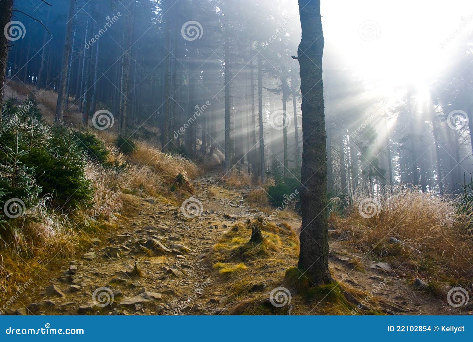 Mist in the forest stock photo. Image of lysa, mountan - 22102854