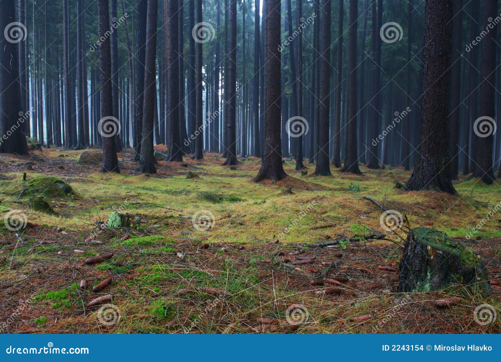 Mist in forest stock photo. Image of haze, bole, forests - 2243154