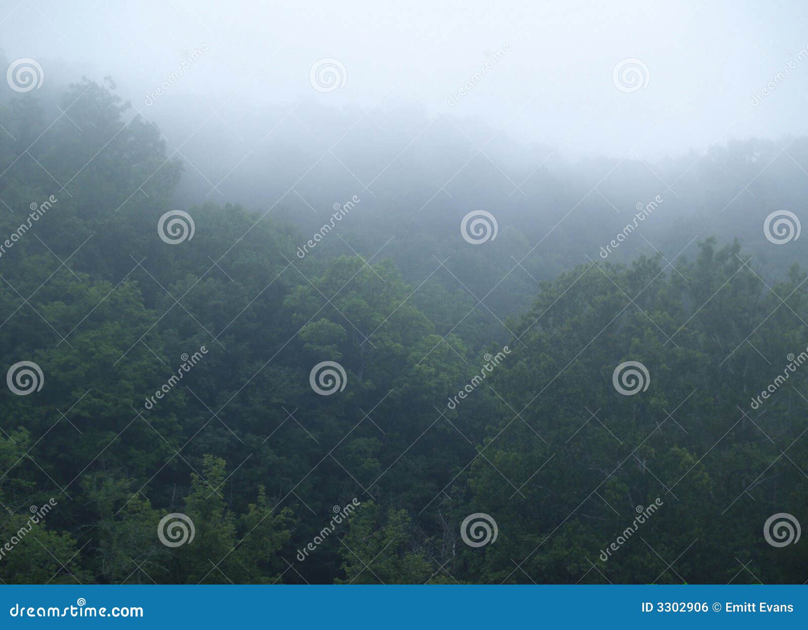 The Mist of a Forest stock photo. Image of morning, leaves - 3302906