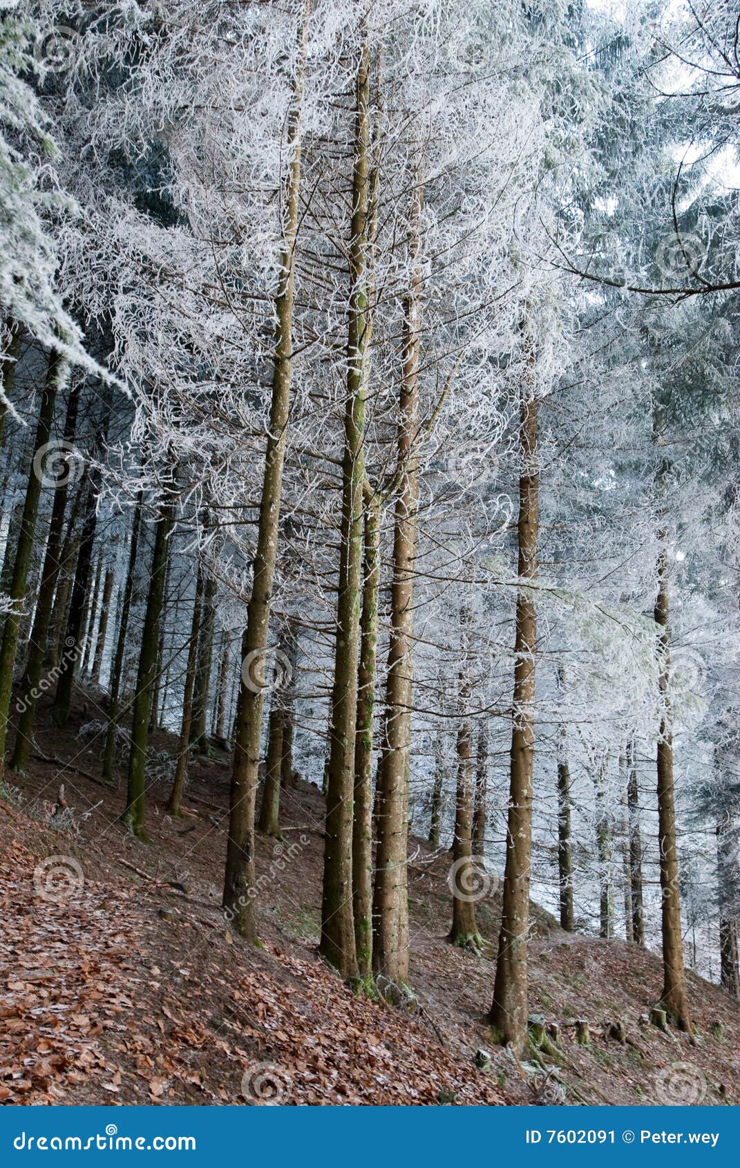 Mist forest stock image. Image of tree, white, trail, mist - 7602091