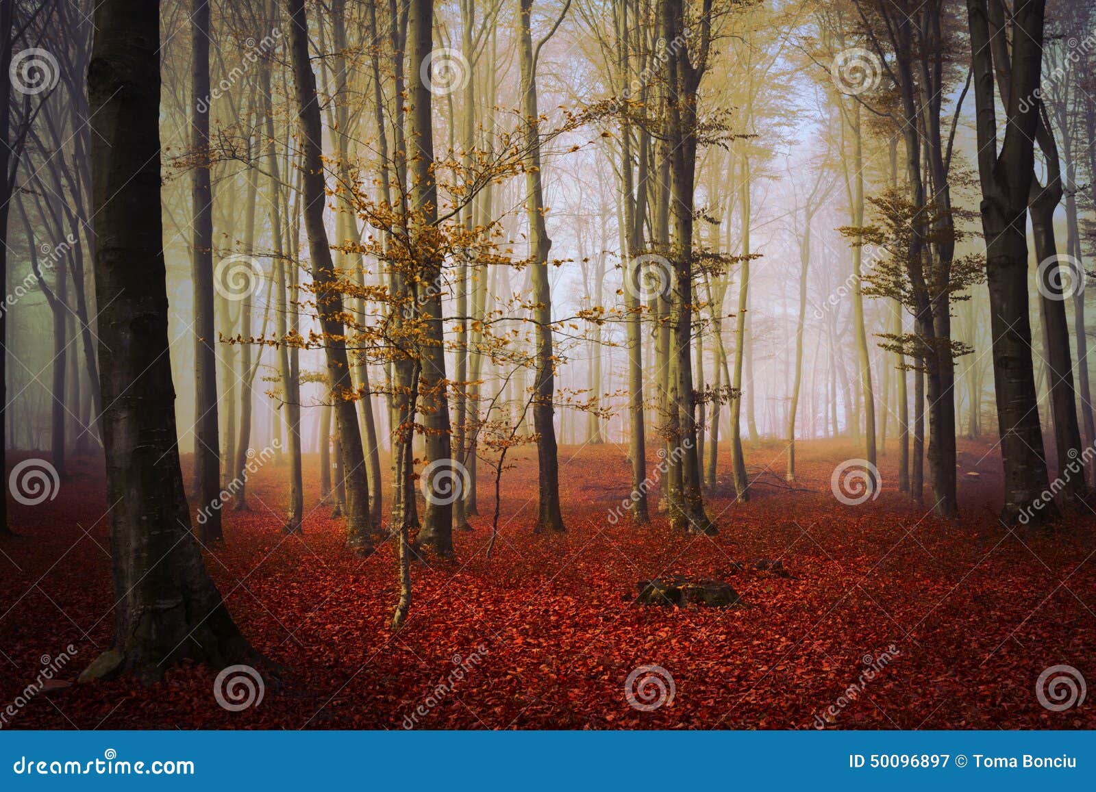 Mist in the forest stock image. Image of pathway, forest - 50096897