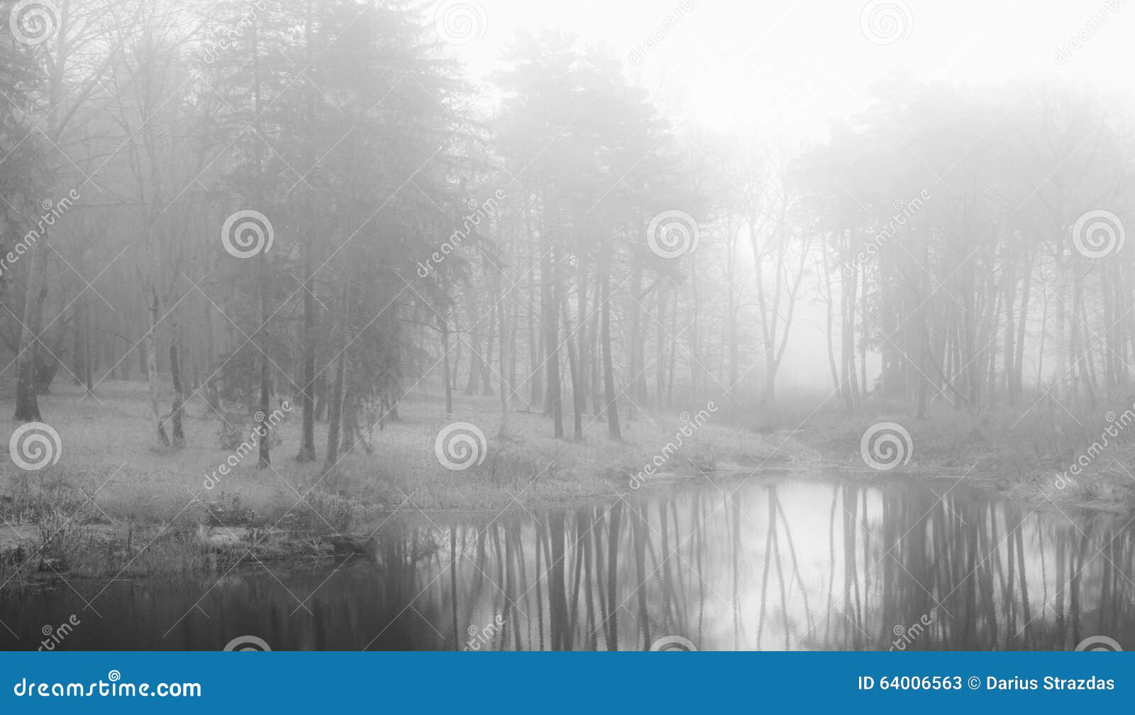 Mist in forest stock image. Image of lake, mystery, landscape - 64006563