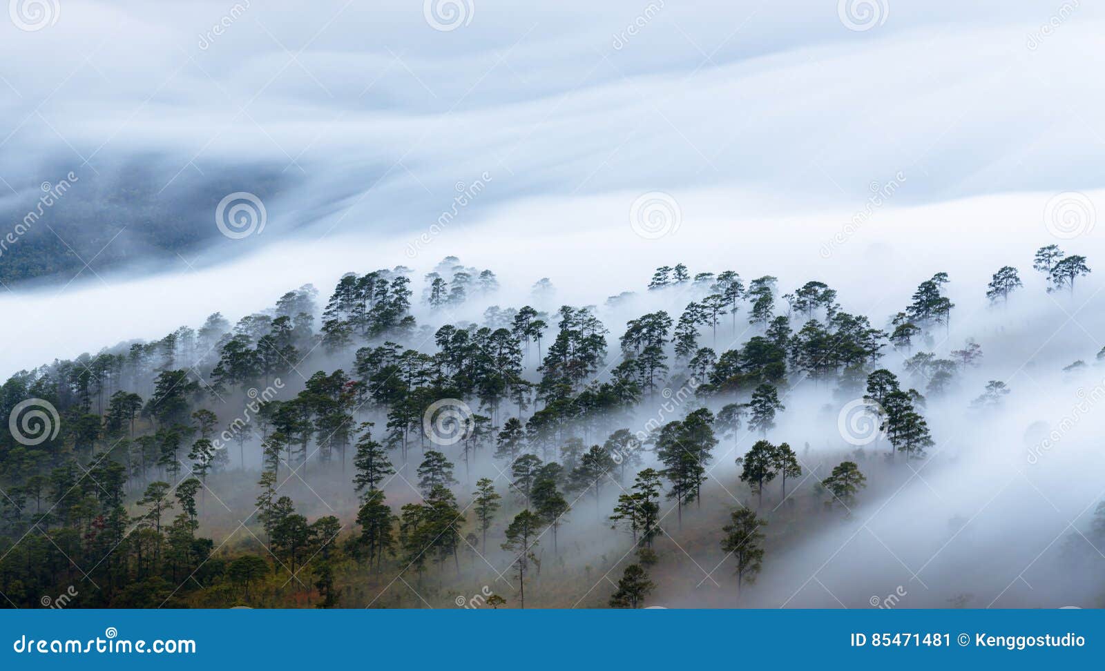 The Mist in the forest stock image. Image of mist, environment - 85471481