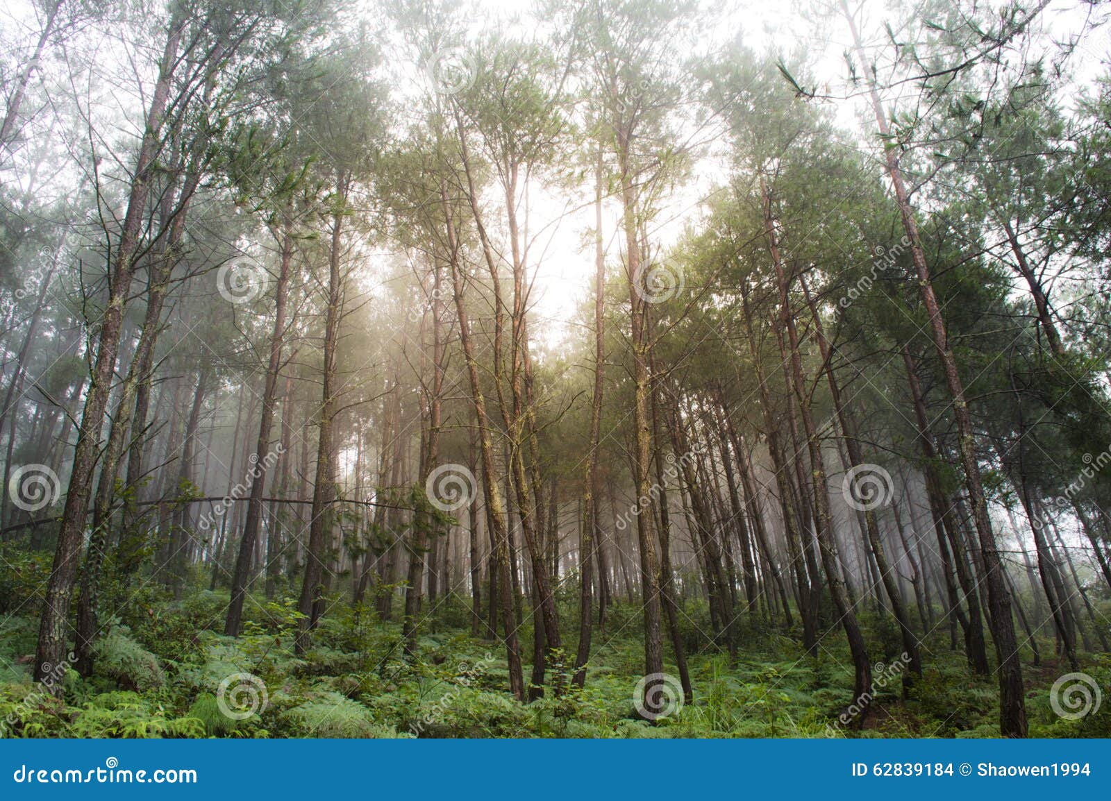 Mist forest 2 stock photo. Image of dense, mountains - 62839184
