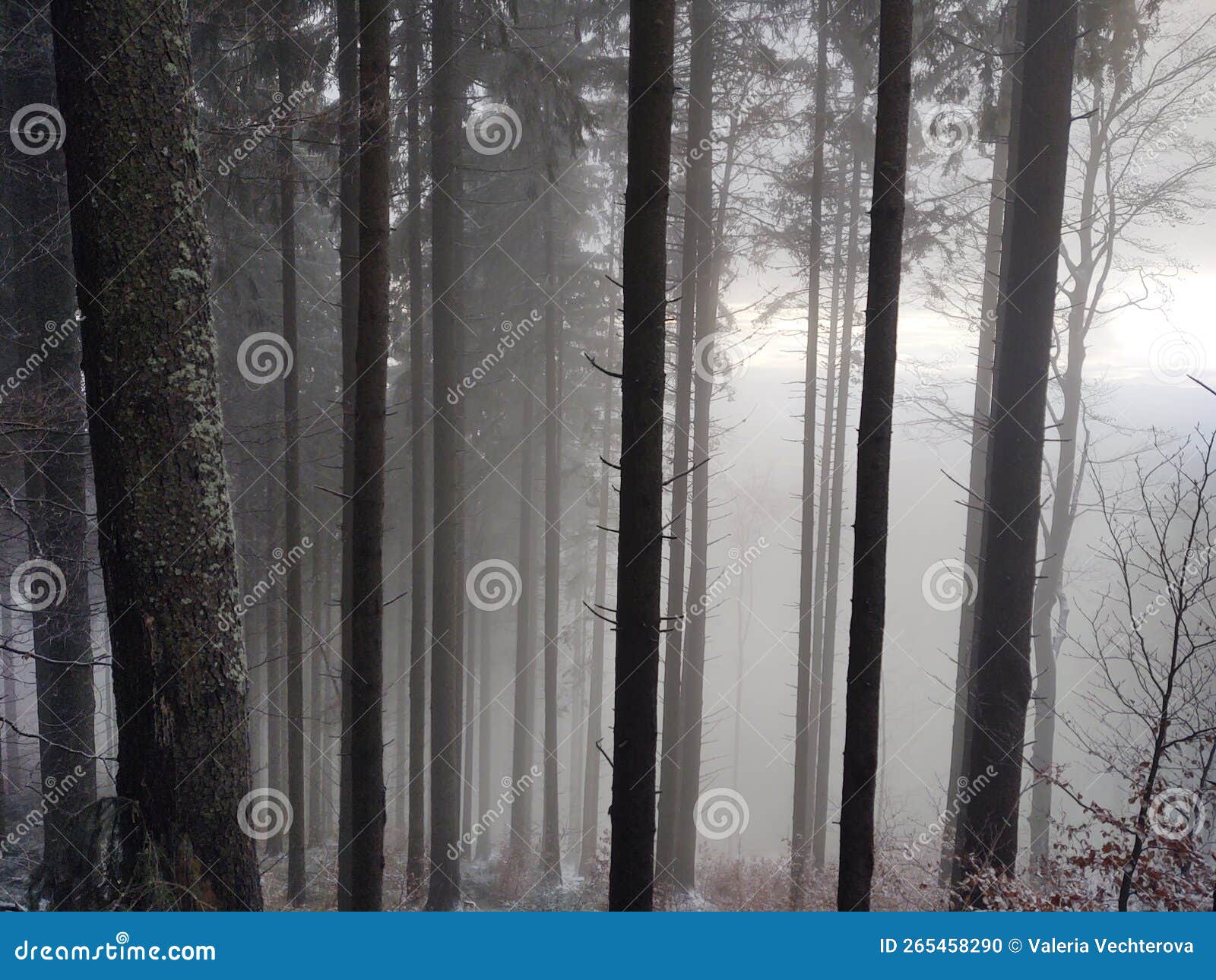 Mist in the Forest. Sunrays Behind the Trees. Stock Photo - Image of ...