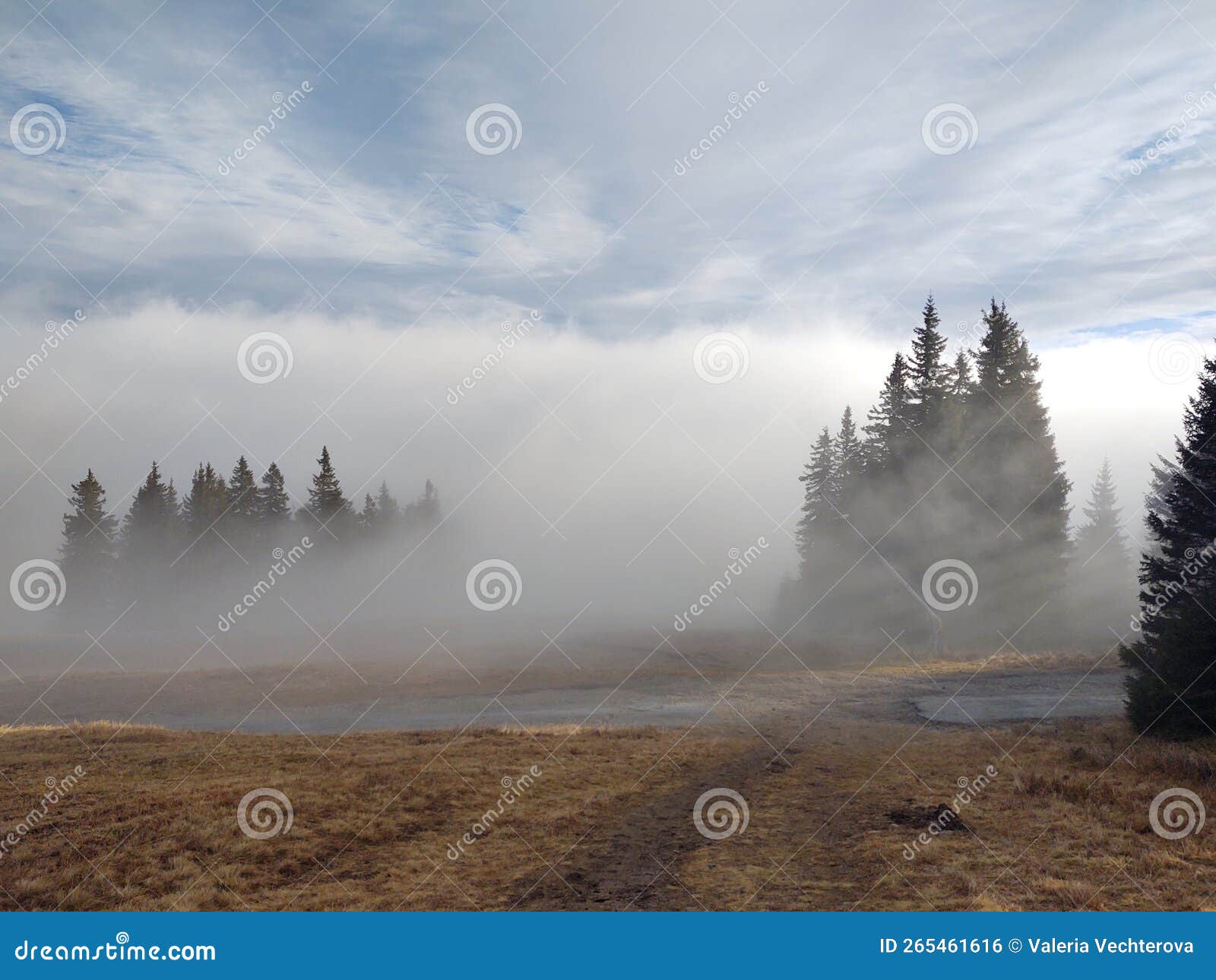 Mist in the Forest. Sunrays Behind the Trees. Stock Photo - Image of ...