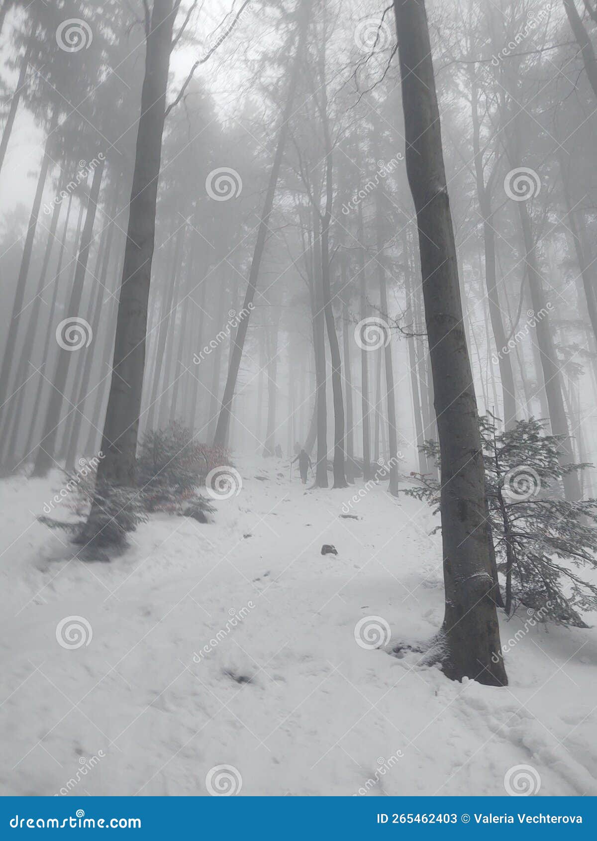 Mist in the Forest. Sunrays Behind the Trees. Stock Image - Image of ...