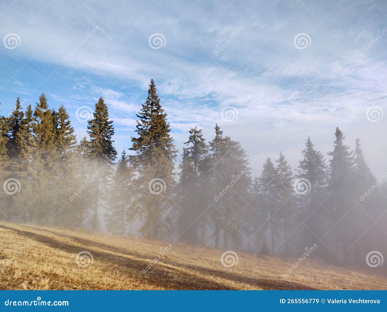 Mist in the Forest. Sunrays Behind the Trees. Stock Image - Image of ...