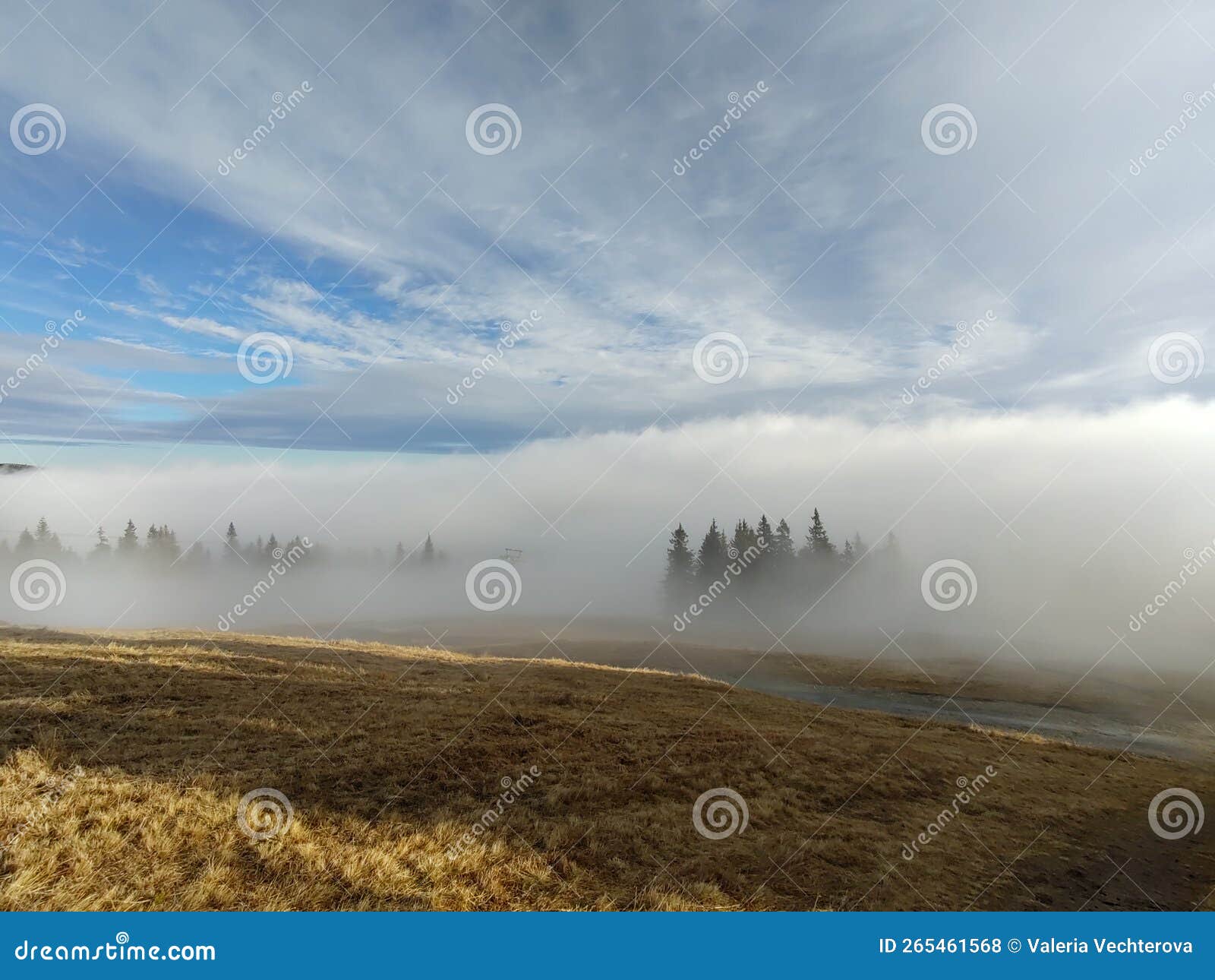Mist in the Forest. Sunrays Behind the Trees. Stock Photo - Image of ...