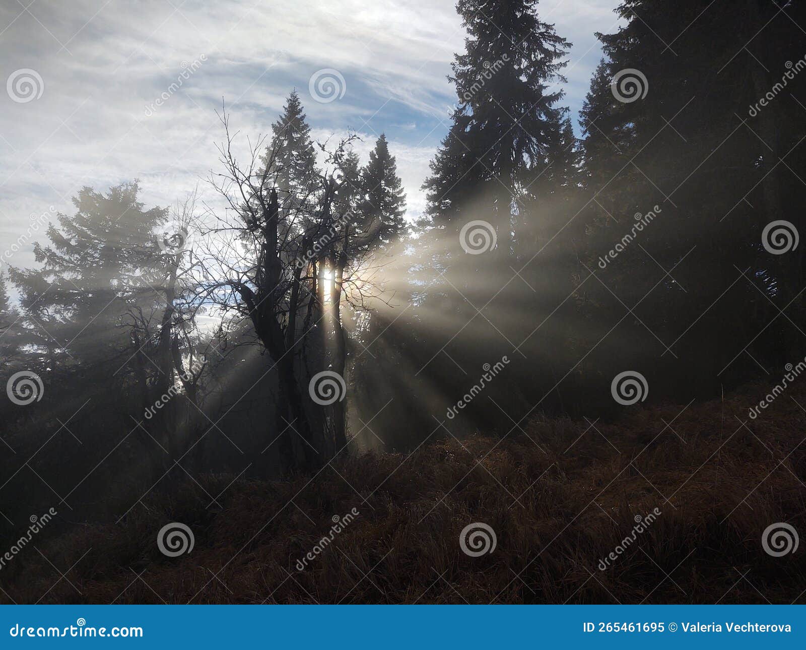 Mist in the Forest. Sunrays Behind the Trees. Stock Image - Image of ...