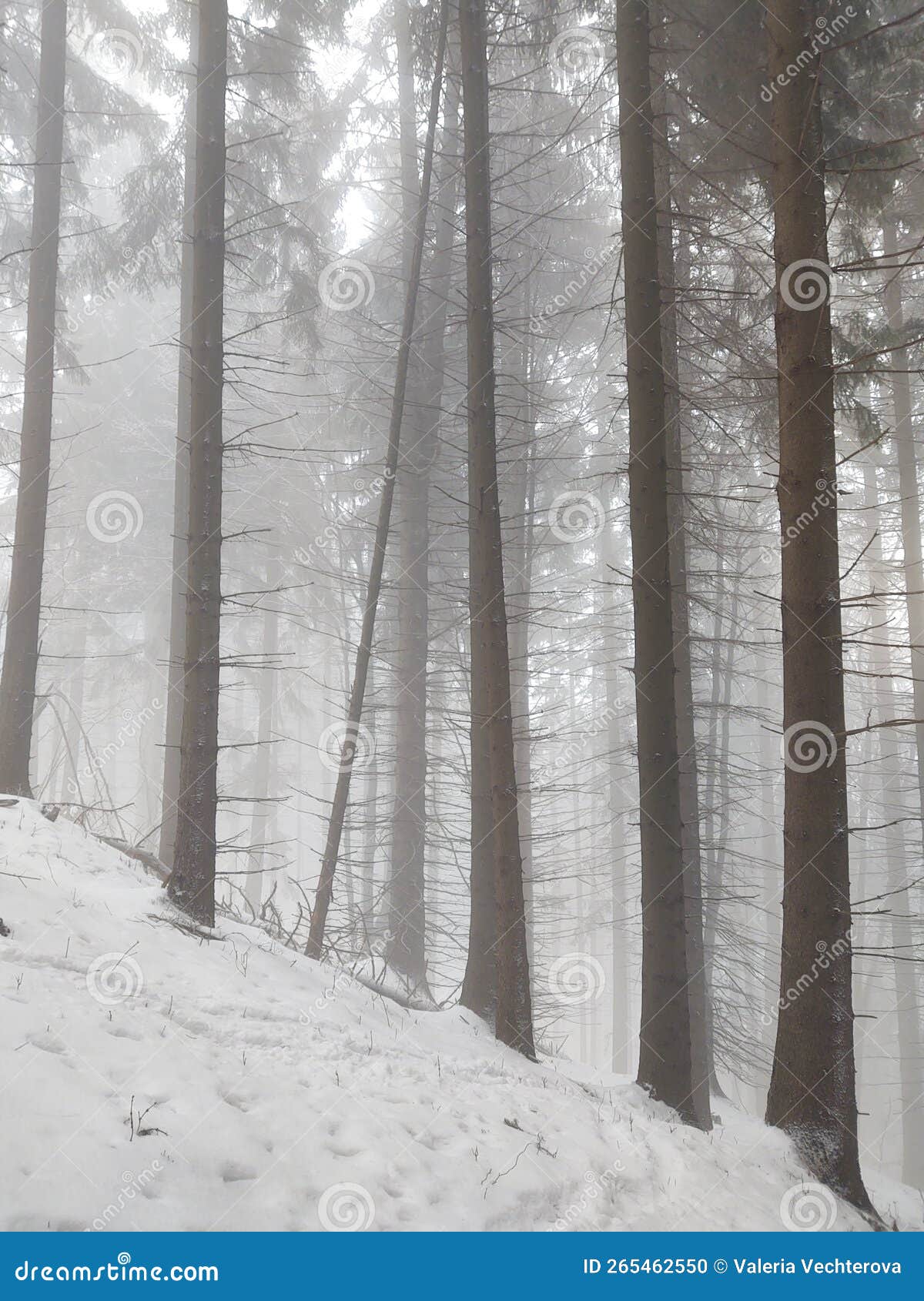 Mist in the Forest. Sunrays Behind the Trees. Stock Photo - Image of ...