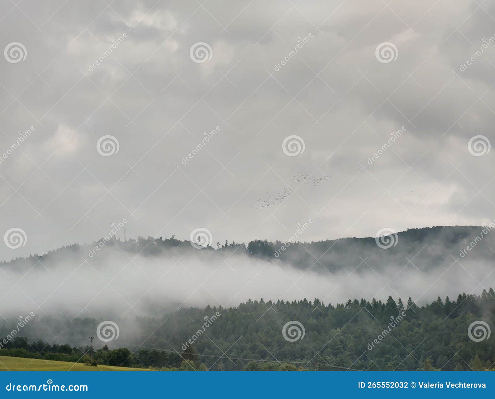 Mist in the Forest. Sunrays Behind the Trees. Stock Photo - Image of ...