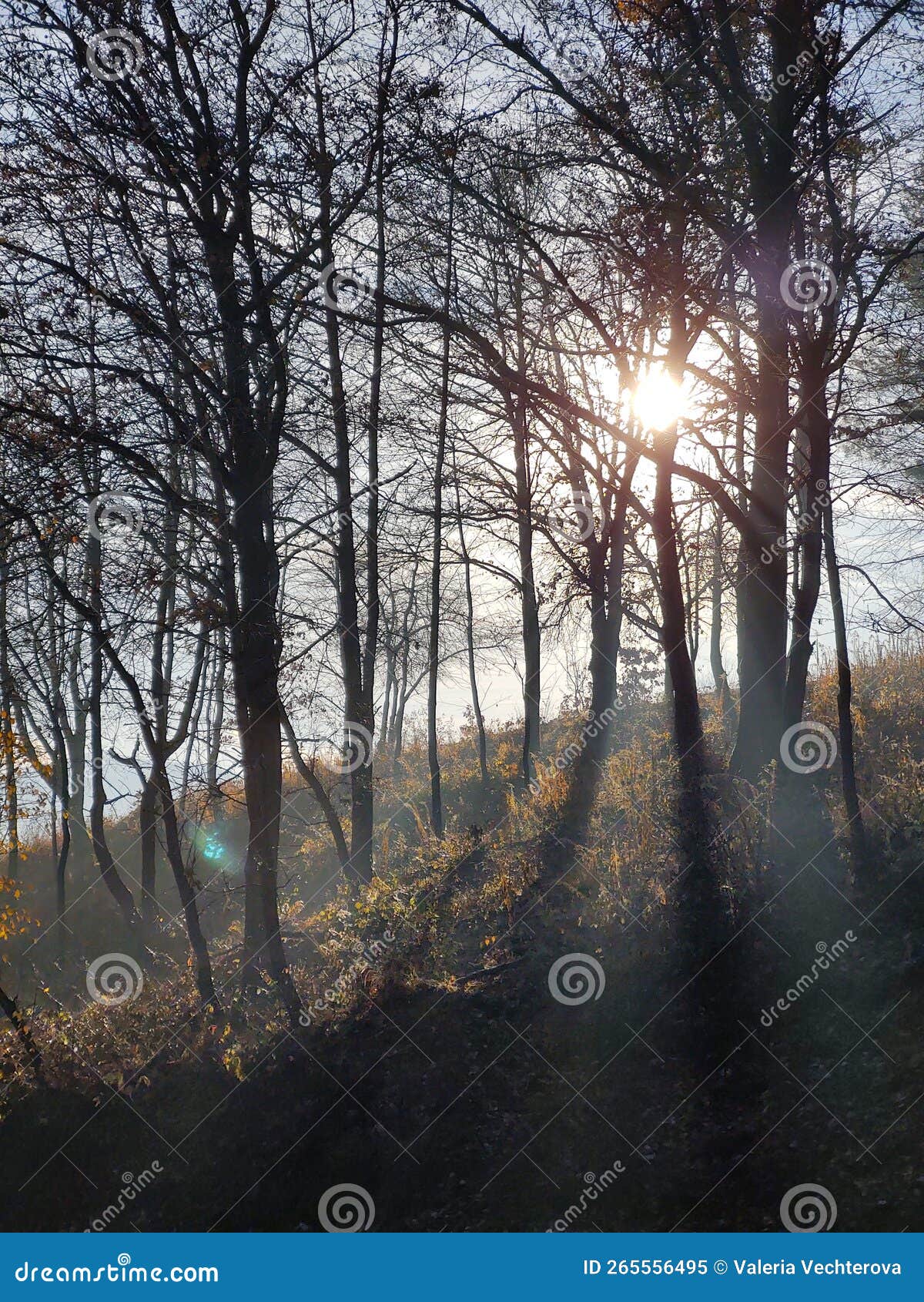 Mist in the Forest. Sunrays Behind the Trees. Stock Image - Image of ...