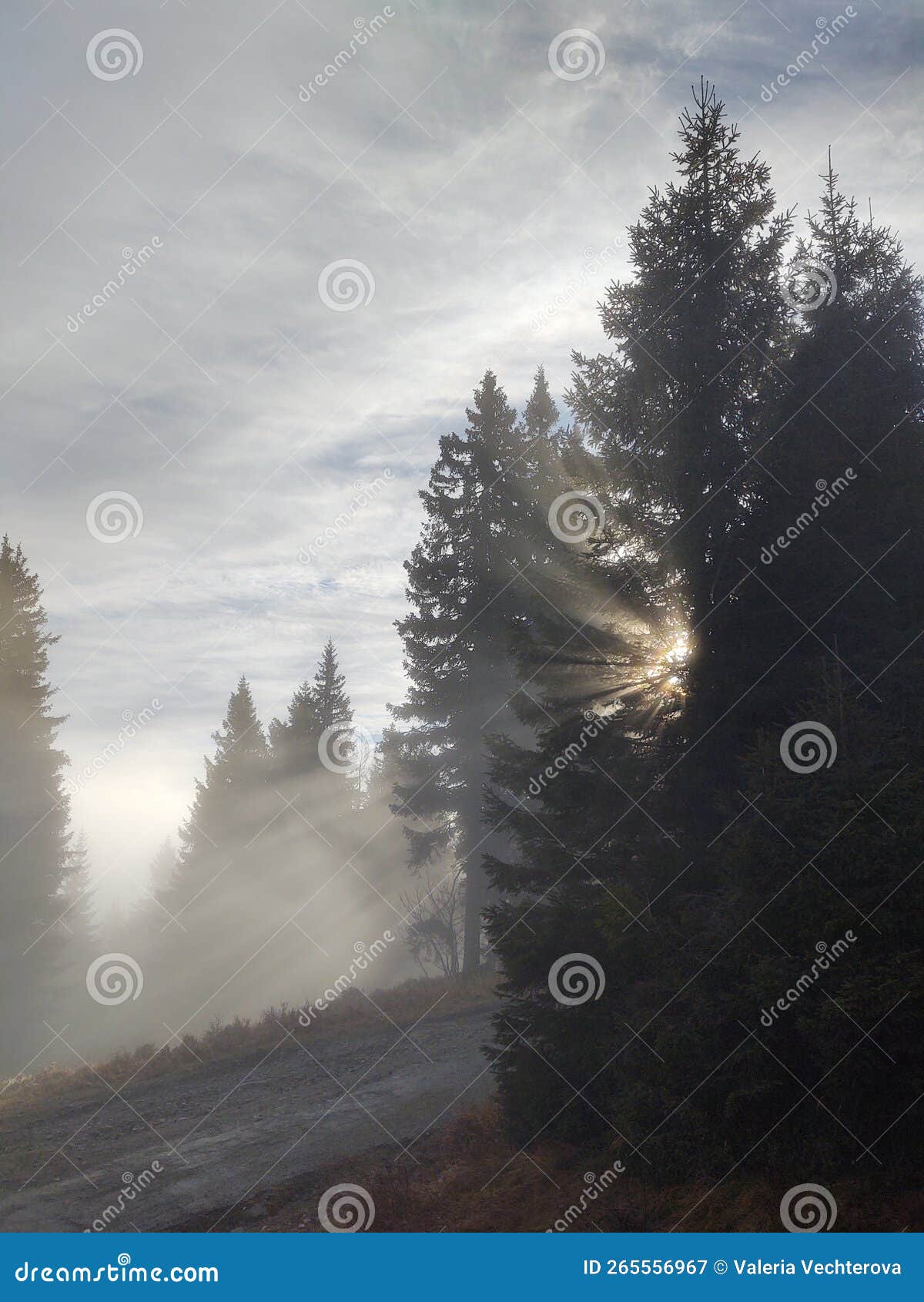 Mist in the Forest. Sunrays Behind the Trees. Stock Image - Image of ...