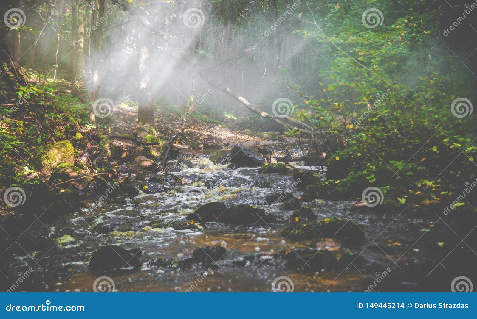 Mist in forest and water stock photo. Image of foliage - 149445214