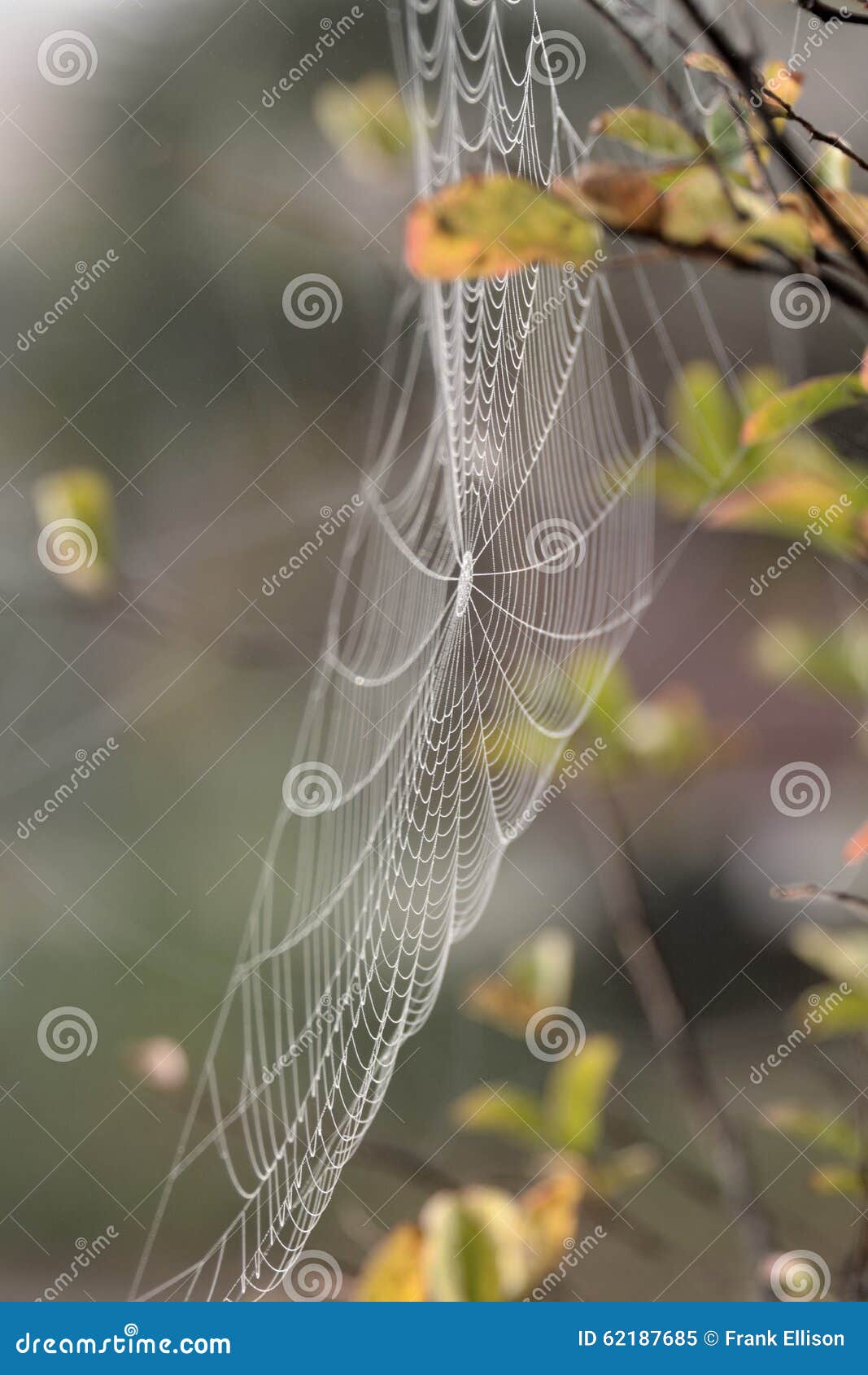 Mist in het Web stock afbeelding. Image of spin, tonen - 62187685