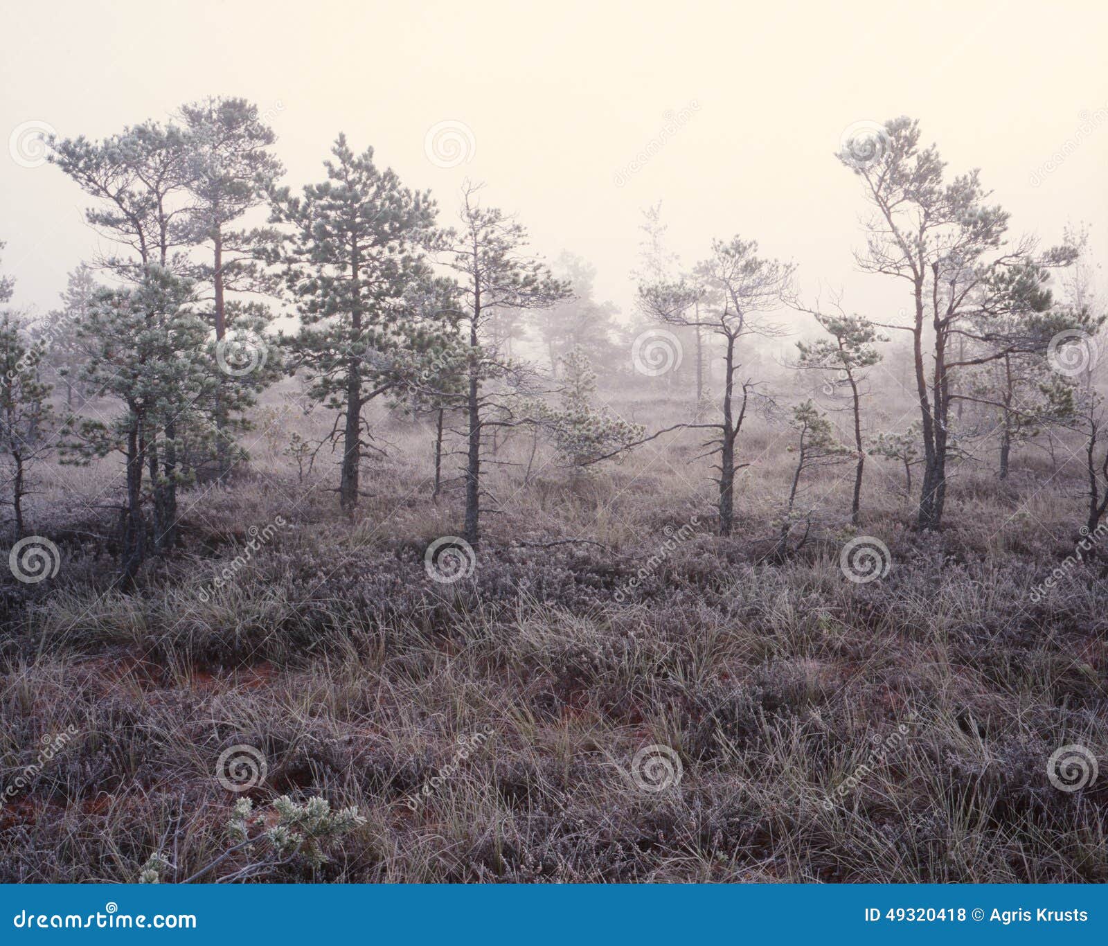 Mist in marsh stock photo. Image of frost, dawn, pien - 49320418