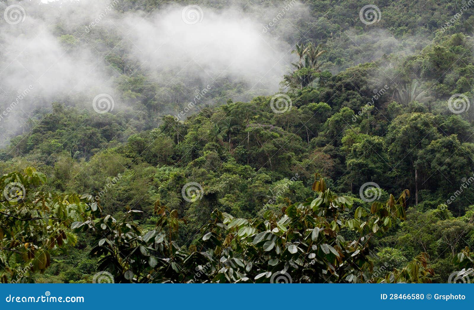 Mist Moving through Cloud Forest Stock Photo - Image of rainforest ...