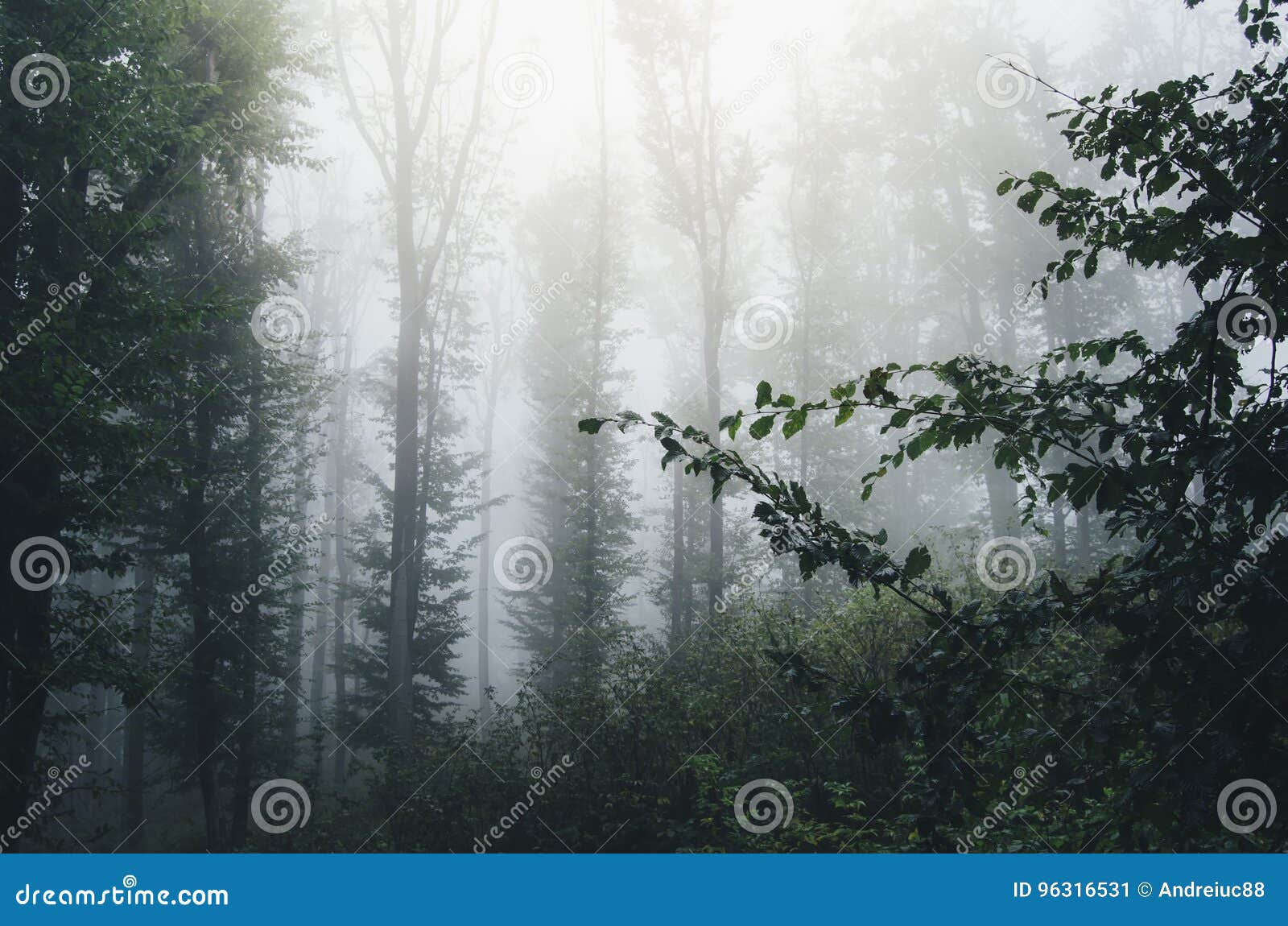 Mist in Mysterious Woods with Foliage Stock Image - Image of rain ...