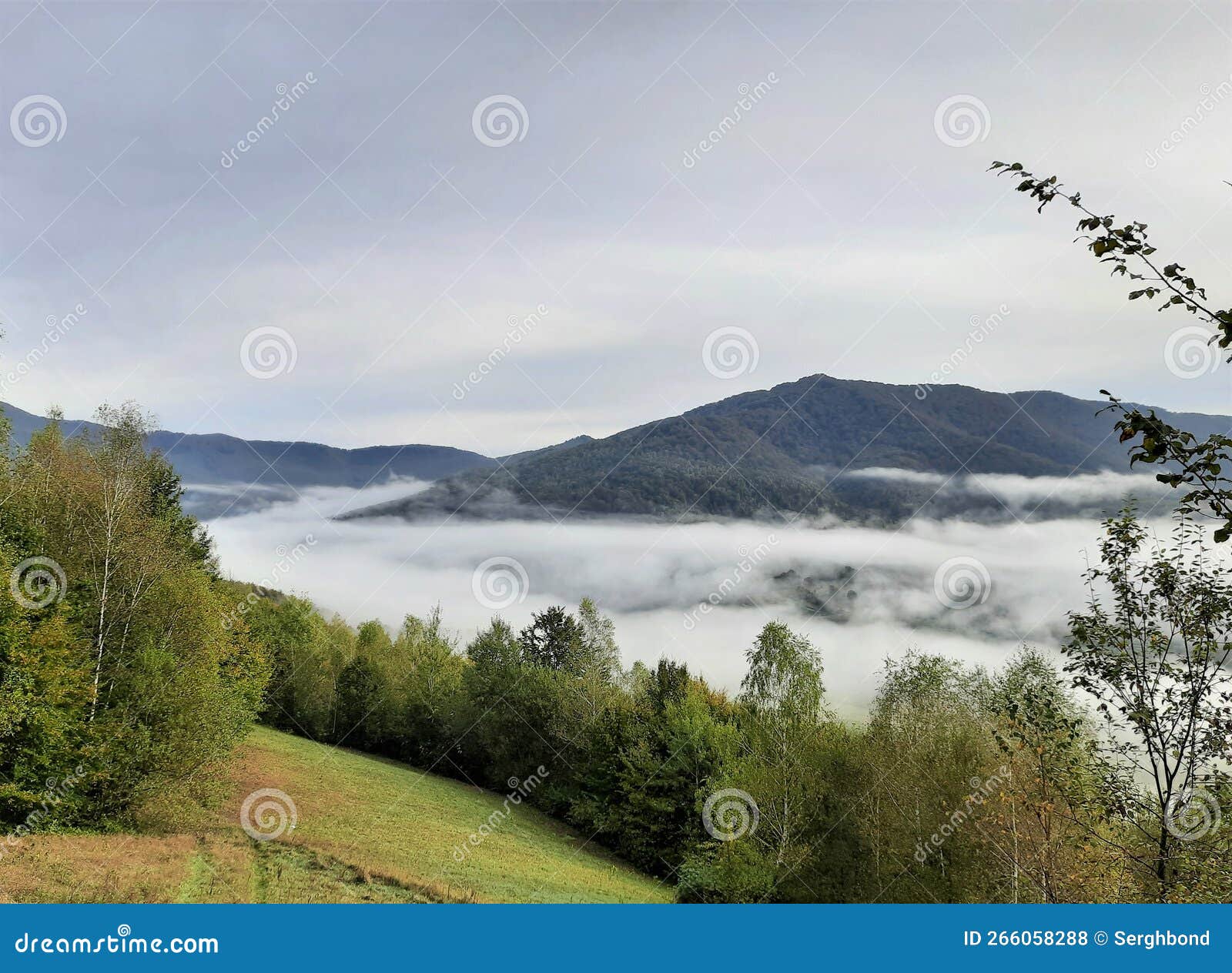Mist-ocean stock photo. Image of water, landscape, tree - 266058288