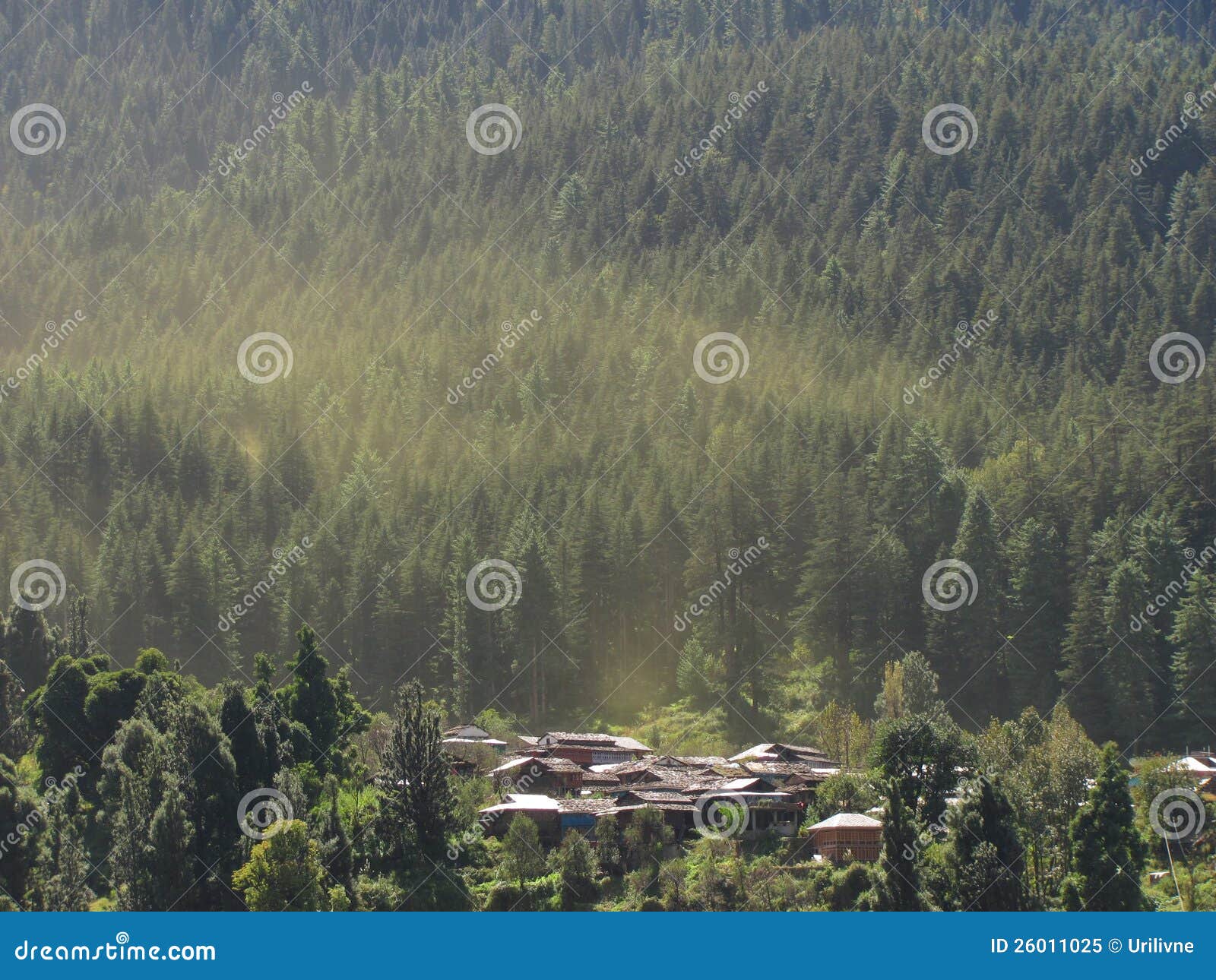 Mist over Fairy Forest stock image. Image of pulga, green - 26011025
