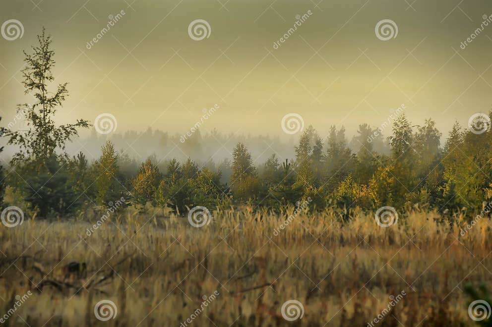 Mist over the forest stock photo. Image of arnhem, hill - 33586602