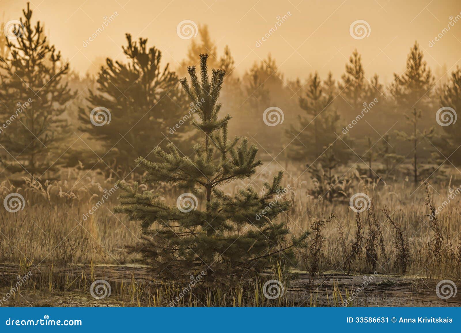 Mist over the forest stock image. Image of horizontal - 33586631