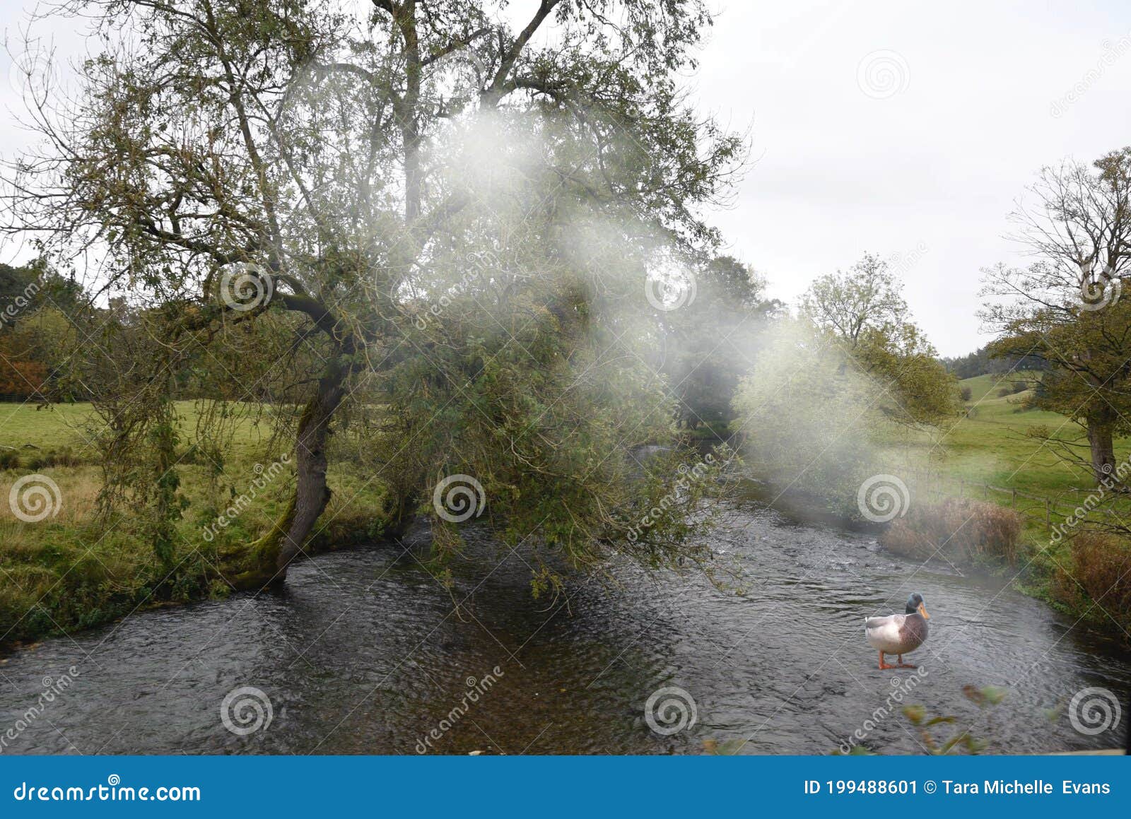 Mist Forming Over the Stream in Derbyshire Stock Image - Image of ...