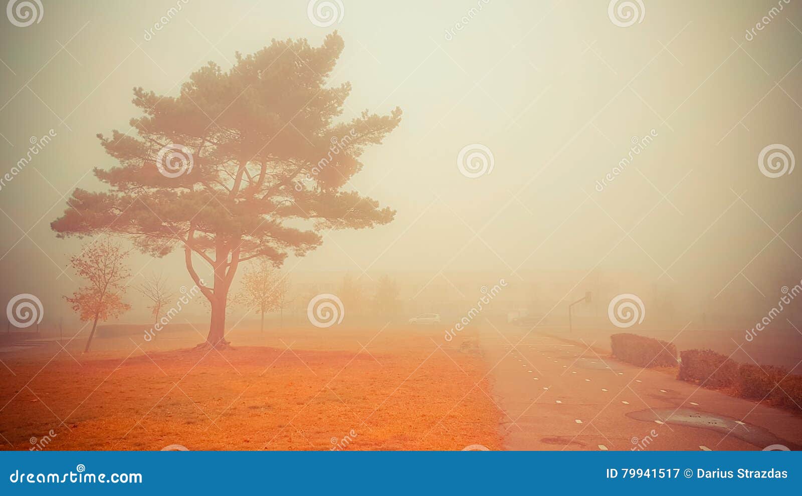 Mist in park stock image. Image of light, scenery, outdoor - 79941517