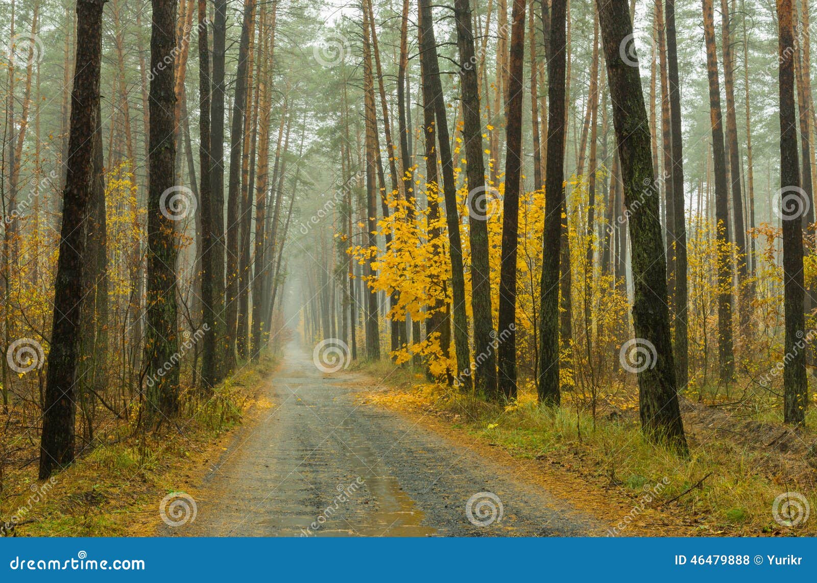 Mist, rain and forest stock photo. Image of path, contrast - 46479888