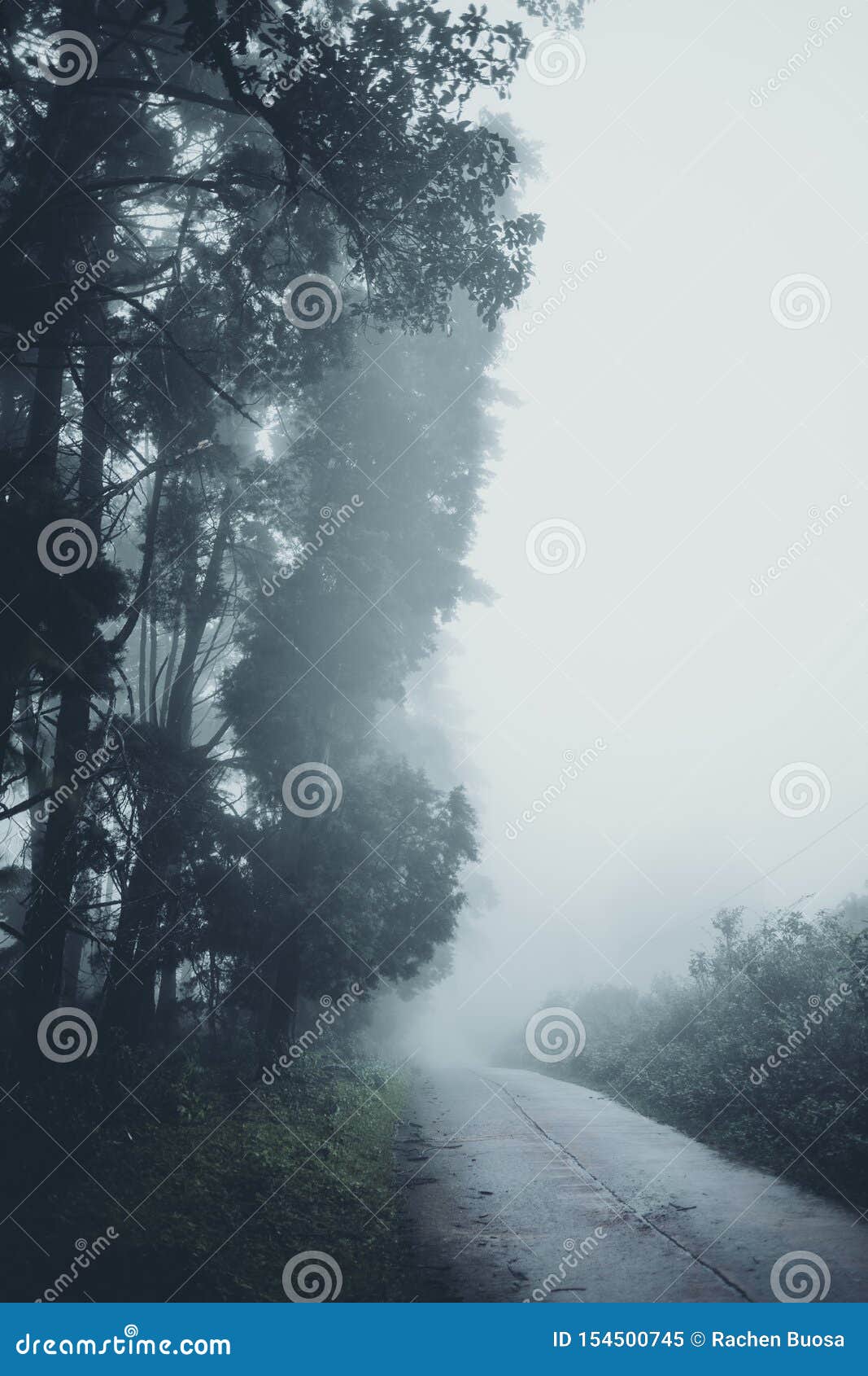 In the Mist and Rain Forest, Darkness Stock Image - Image of mood ...
