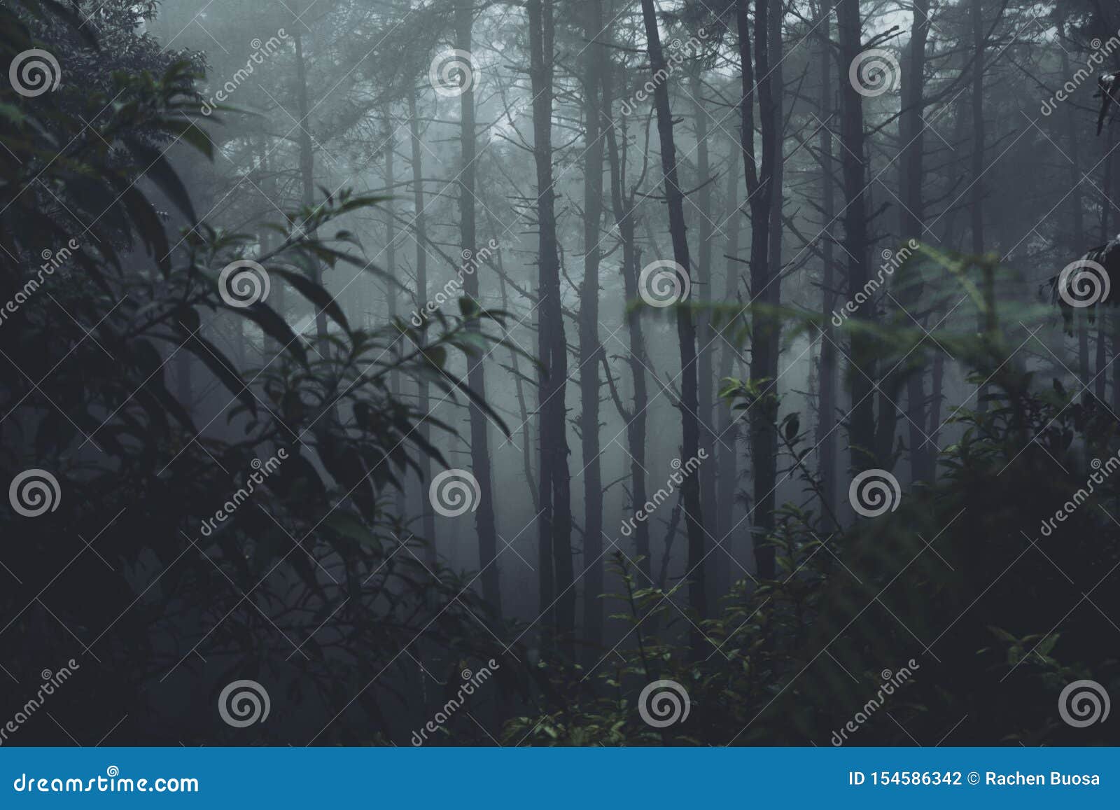 In the Mist and Rain Forest, Darkness Stock Photo - Image of evening ...