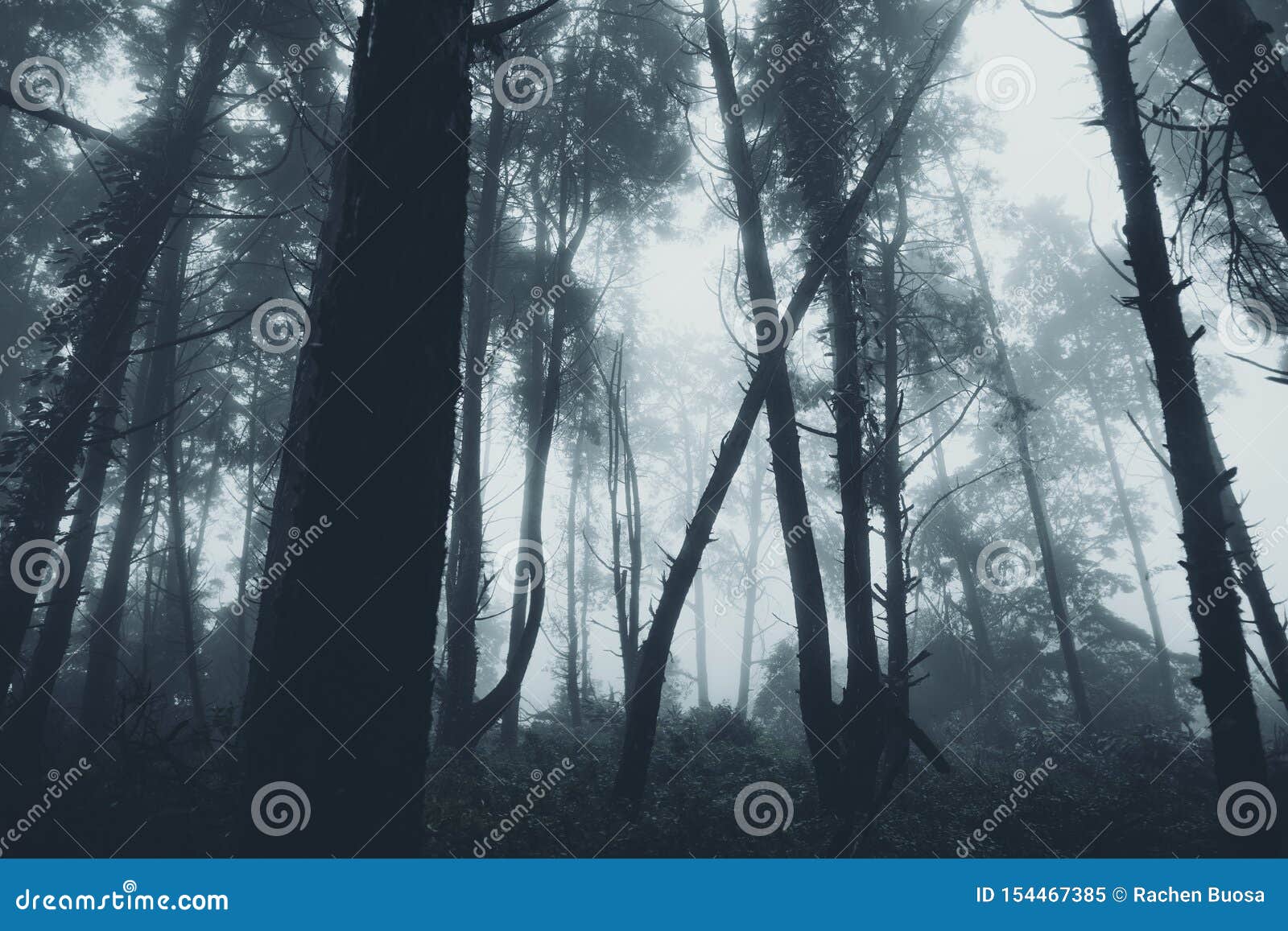In the Mist and Rain Forest, Darkness Stock Image - Image of ...