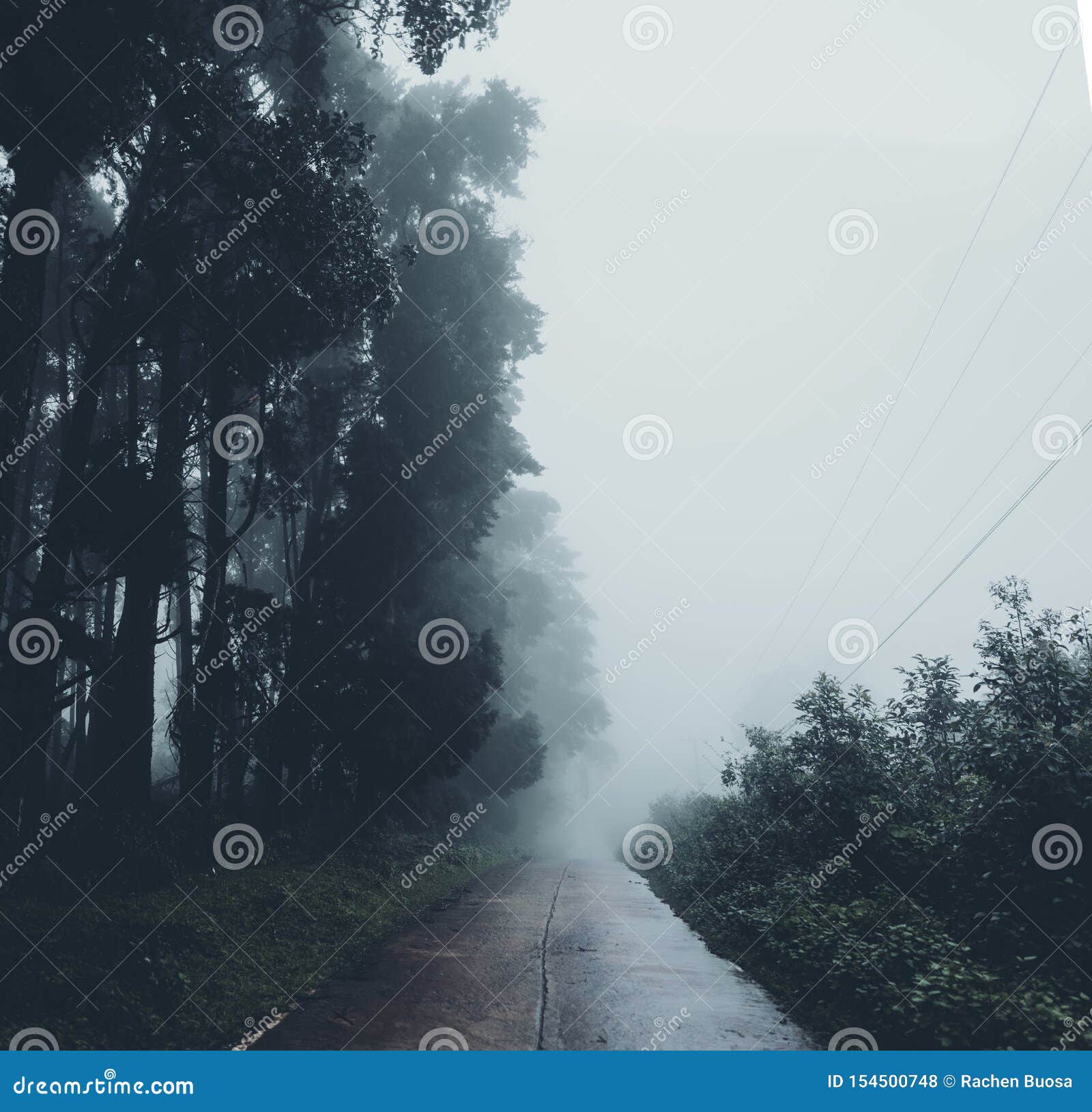 In the Mist and Rain Forest, Darkness Stock Photo - Image of nature ...