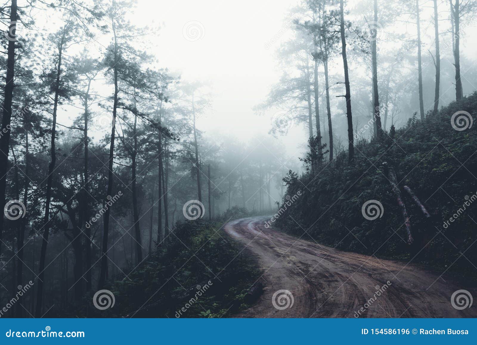 In the Mist and Rain Forest, Darkness Stock Photo - Image of fantasy ...