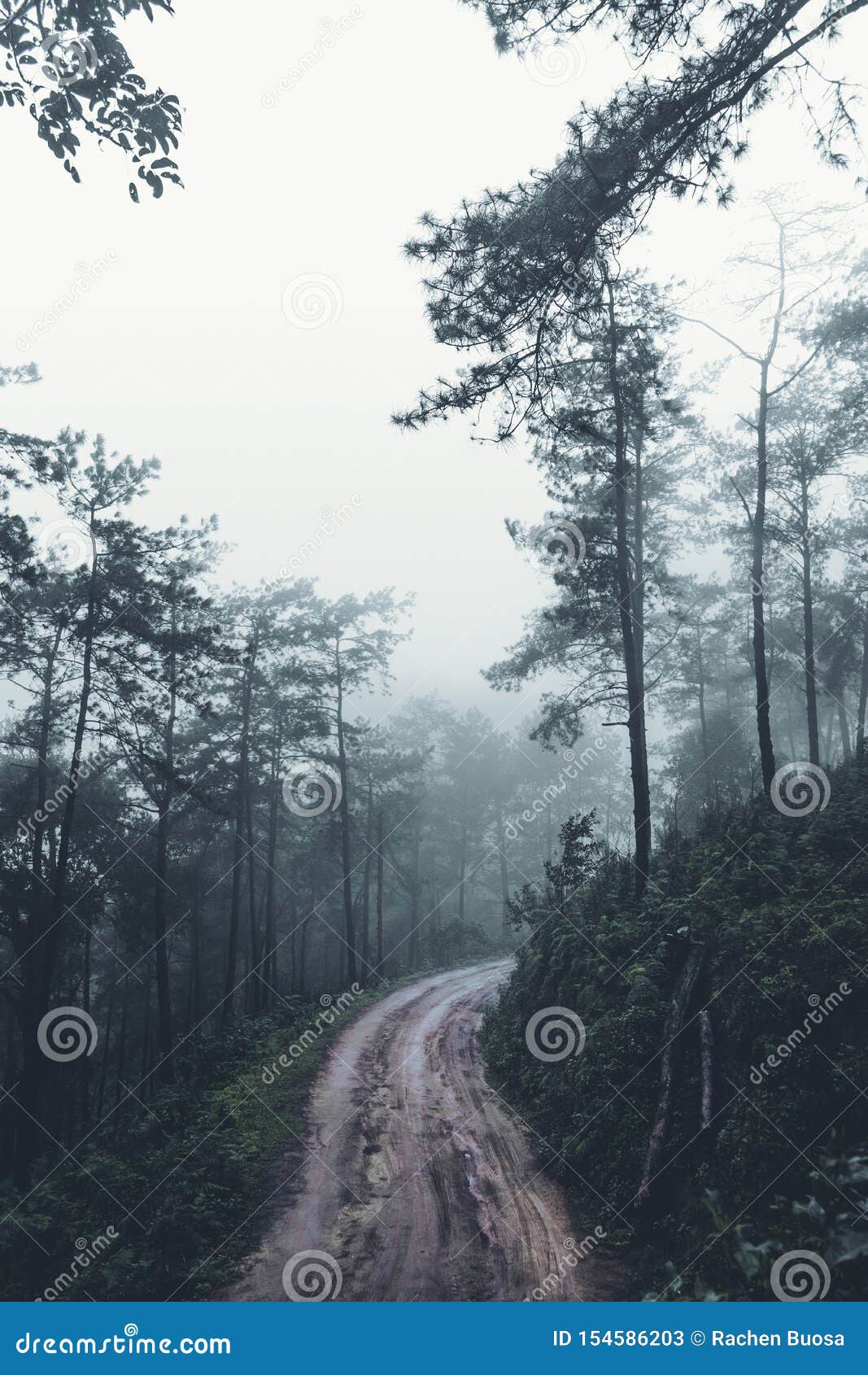 In the Mist and Rain Forest, Darkness Stock Image - Image of evening ...