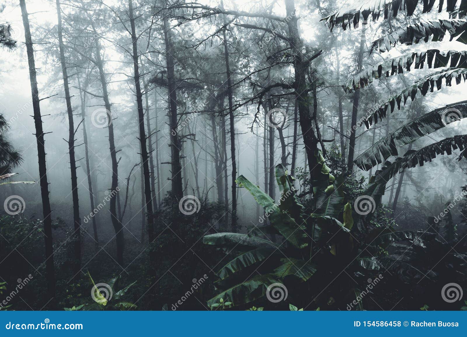 In the Mist and Rain Forest, Darkness Stock Photo - Image of mysterious ...