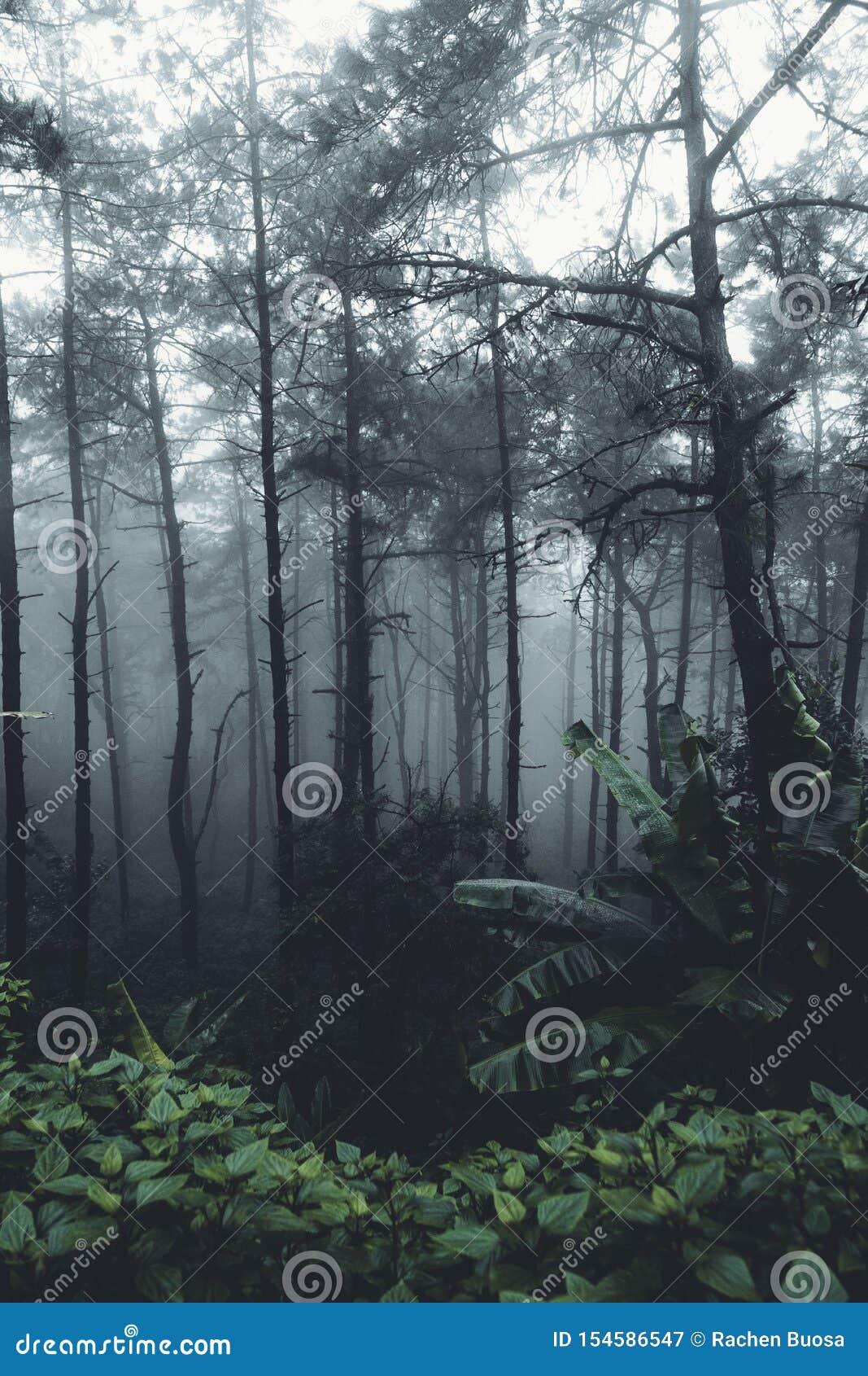 In the Mist and Rain Forest, Darkness Stock Image - Image of mysterious ...