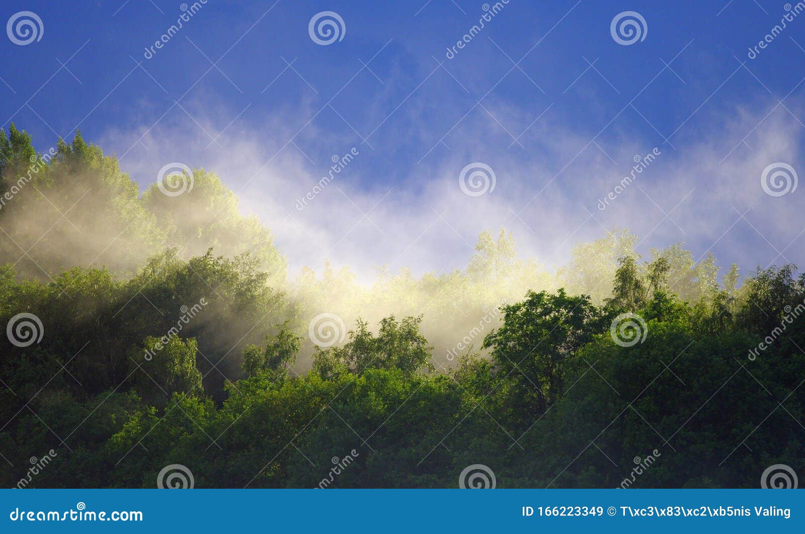 Mist Rises Over the Forest after the Rain during Summer Stock Image ...