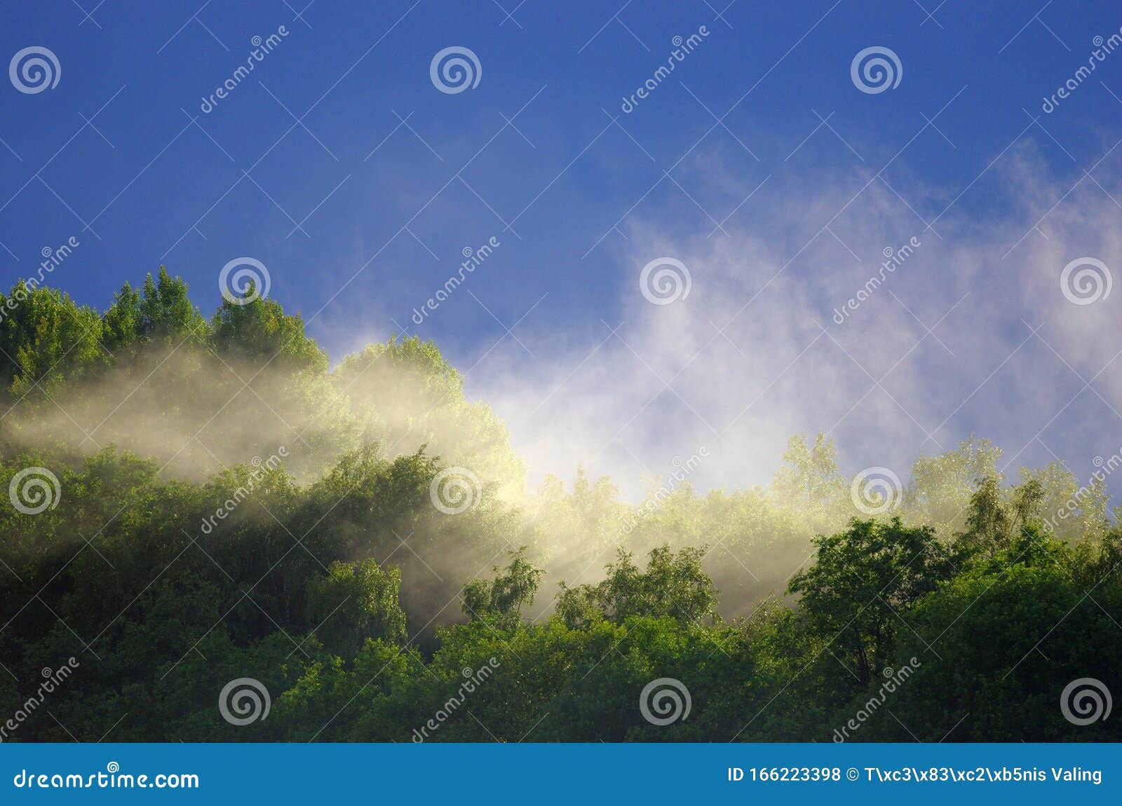 Mist Rises Over the Forest after the Rain during Summer Stock Photo ...