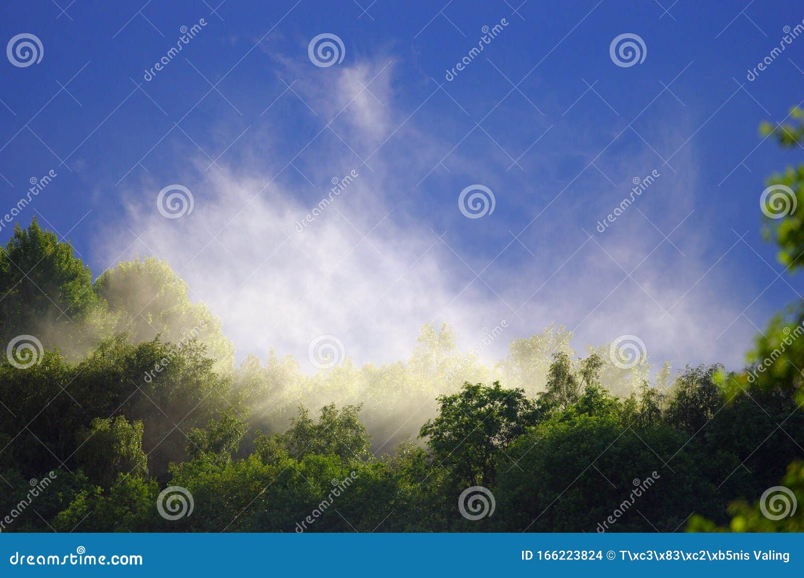 Mist Rises Over the Forest after the Rain during Summer Stock Photo ...