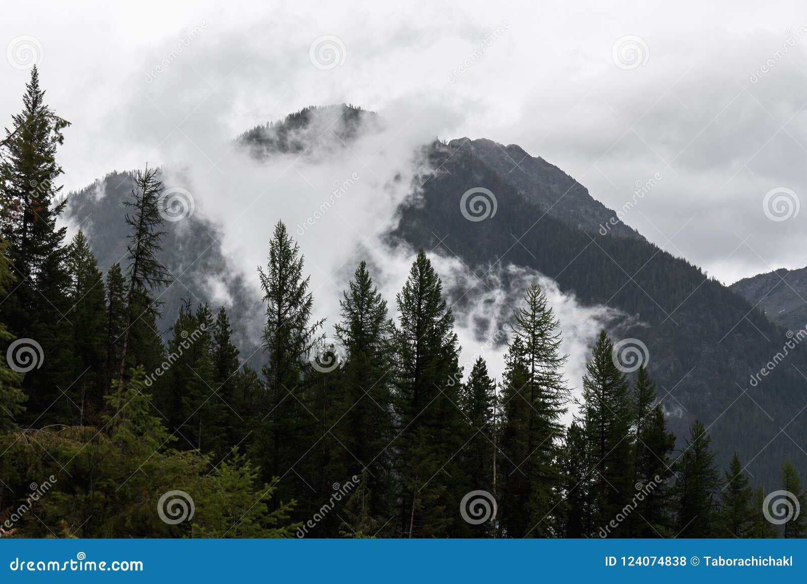 Mist Rising in Mountains after Storm Stock Photo - Image of conifer ...