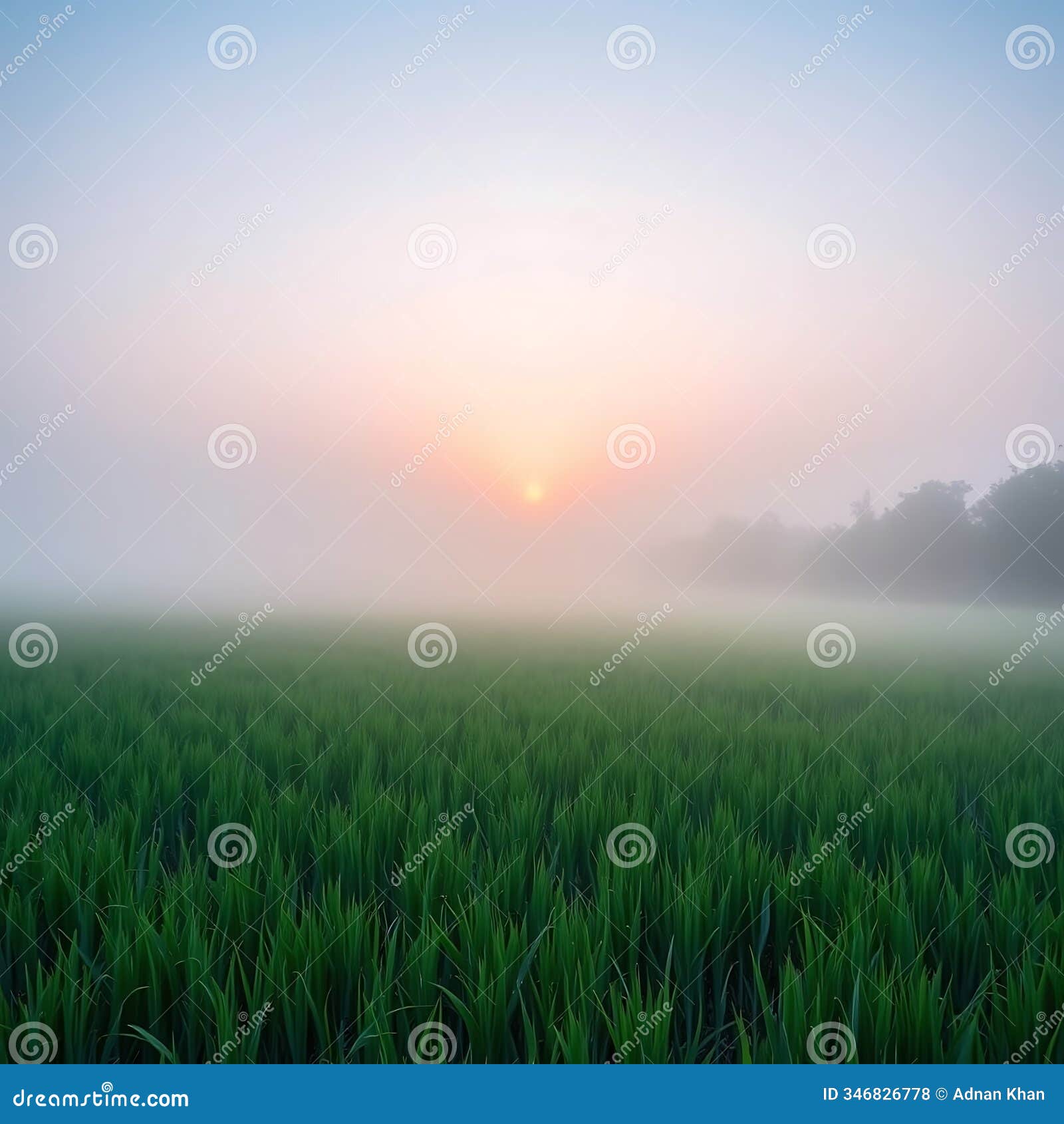 Mist Rising Over Japanese Rice Field at Dawn Stock Illustration ...