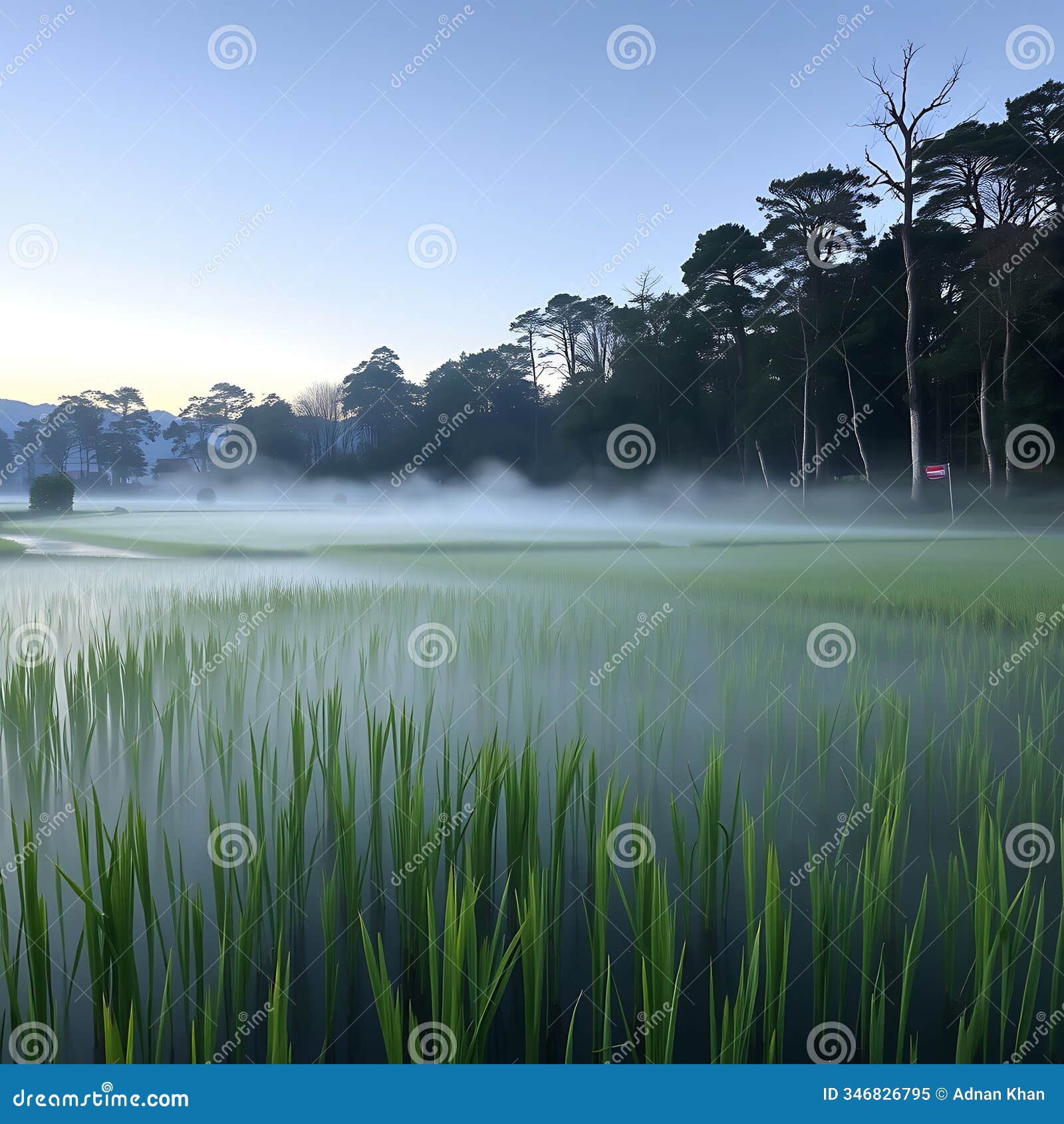 Mist Rising Over Japanese Rice Field at Dawn Stock Illustration ...