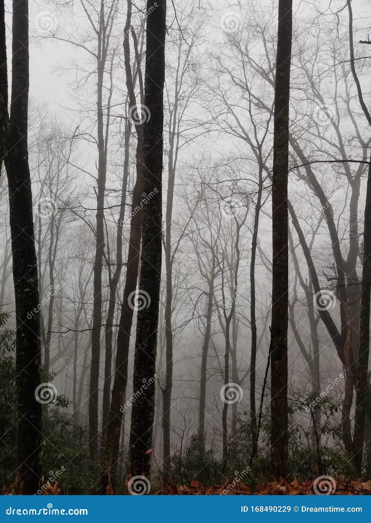 Mist rising in a treescape stock image. Image of rising - 168490229