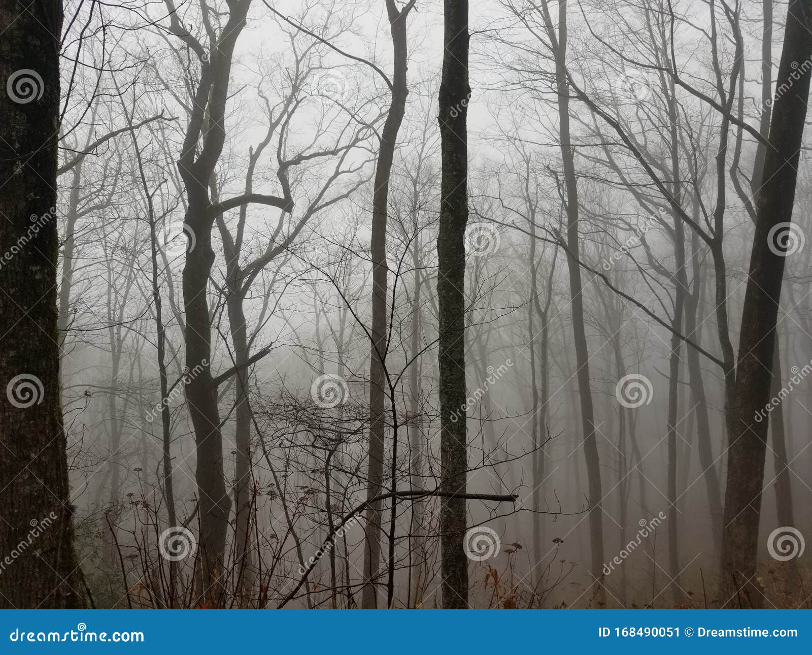 Mist rising in a treescape stock image. Image of clouds - 168490051
