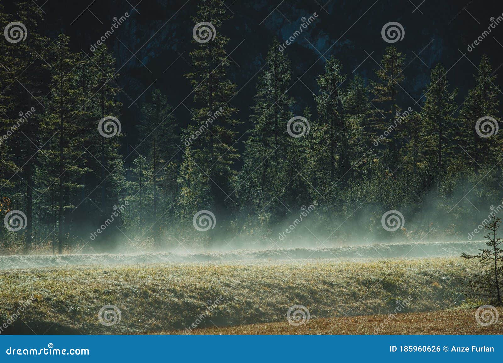 Mist Rising Up in the Forest Stock Photo - Image of ecology, smoky ...